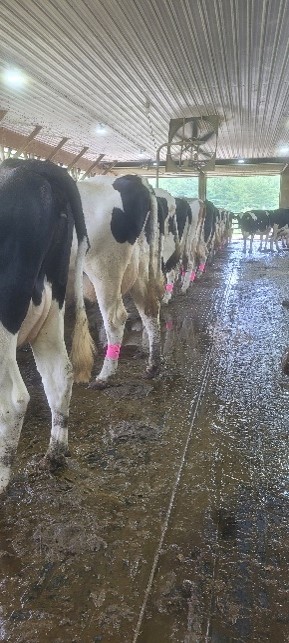 The NOVUS C.O.W.S. Program – A Tool for Making Progress – Out Croppings ...