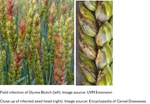 What’s growing on your crop? Grain head diseases of cereal grains ...