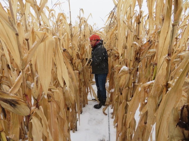Selecting a Corn Maturity for Late-Planted Corn – Outcroppings ...