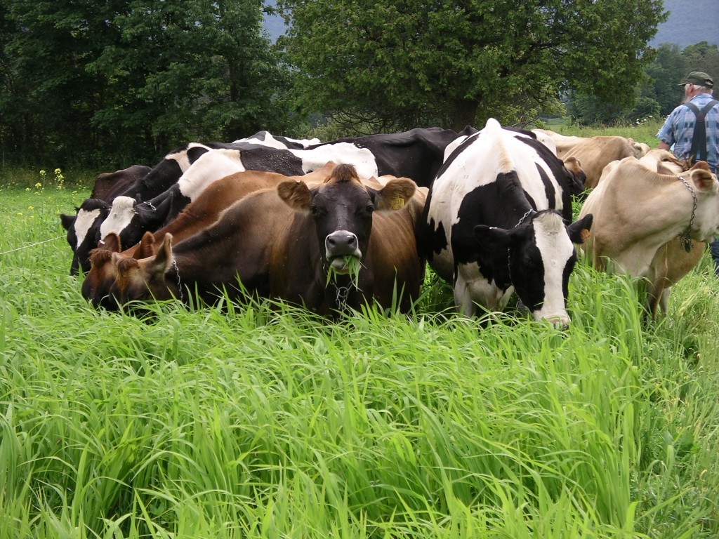 » Pasture Management: Extending the Grazing Season : VT Pasture Network ...