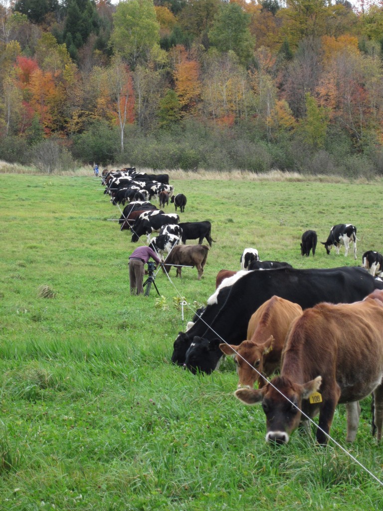 » Pasture Management: Extending the Grazing Season : VT Pasture Network ...