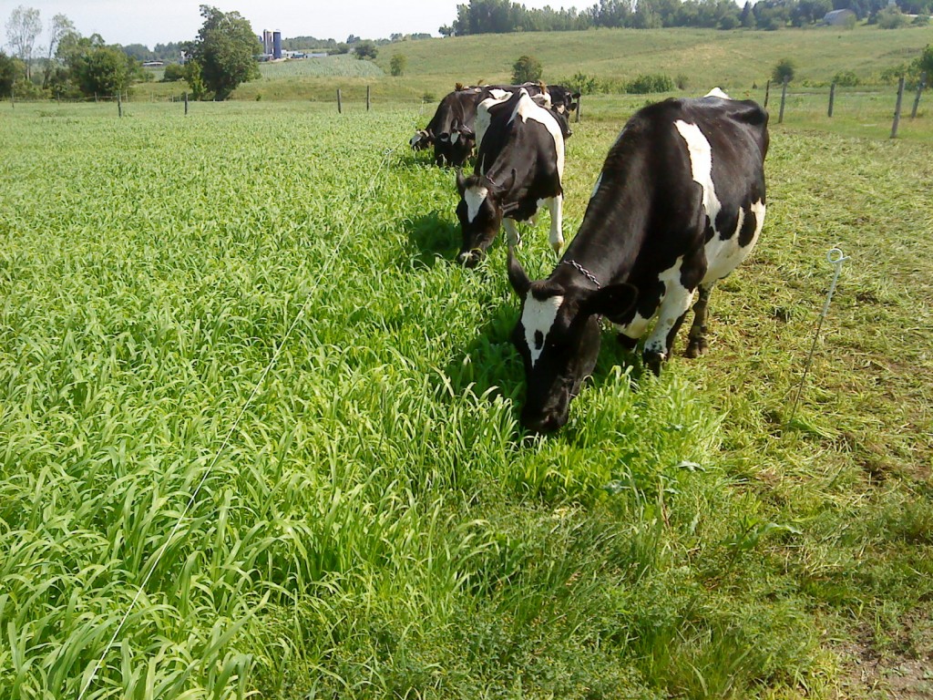 : VT Pasture Network : University of Vermont