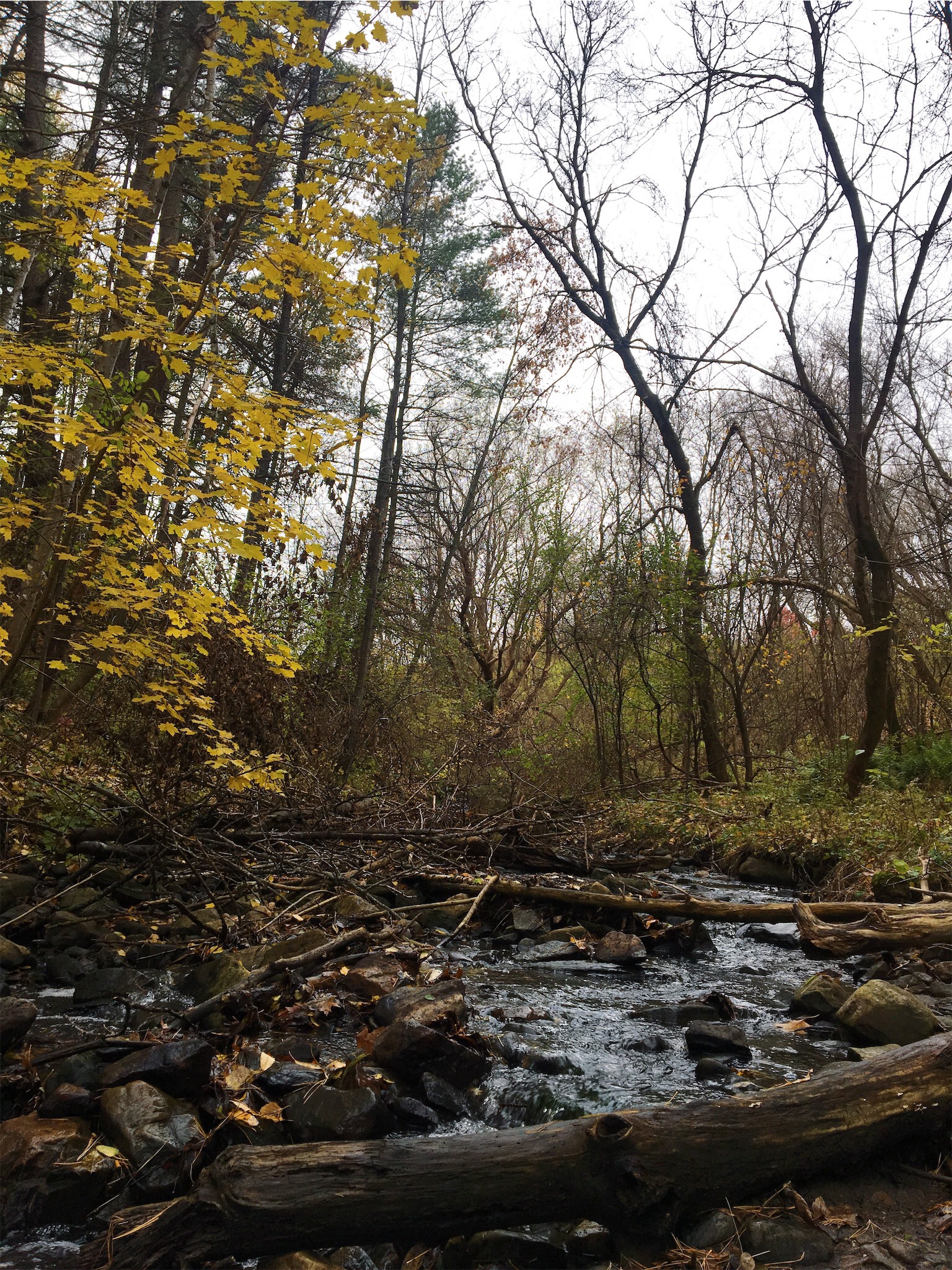 Gallery « Phenology Project