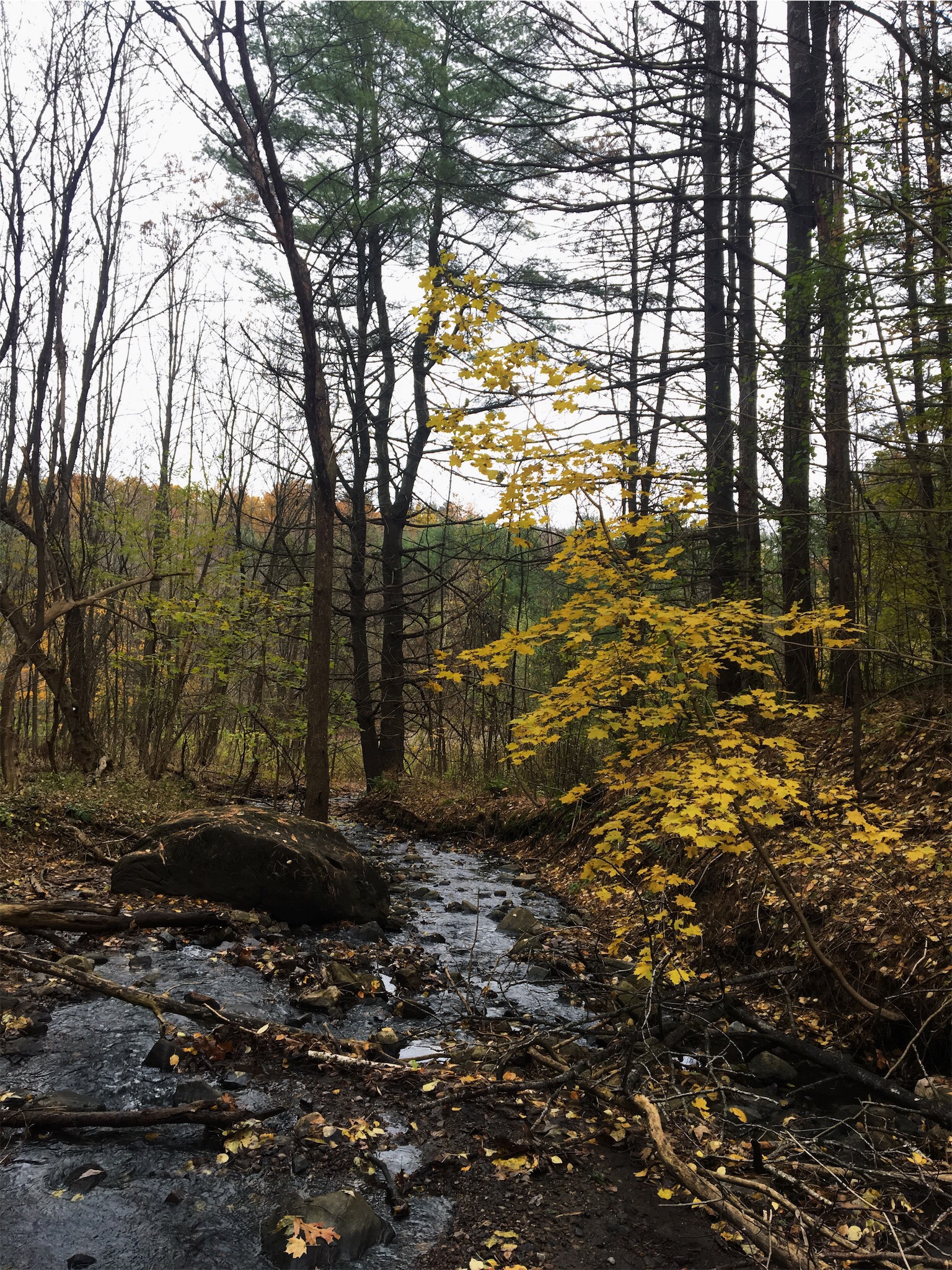 Gallery « Phenology Project