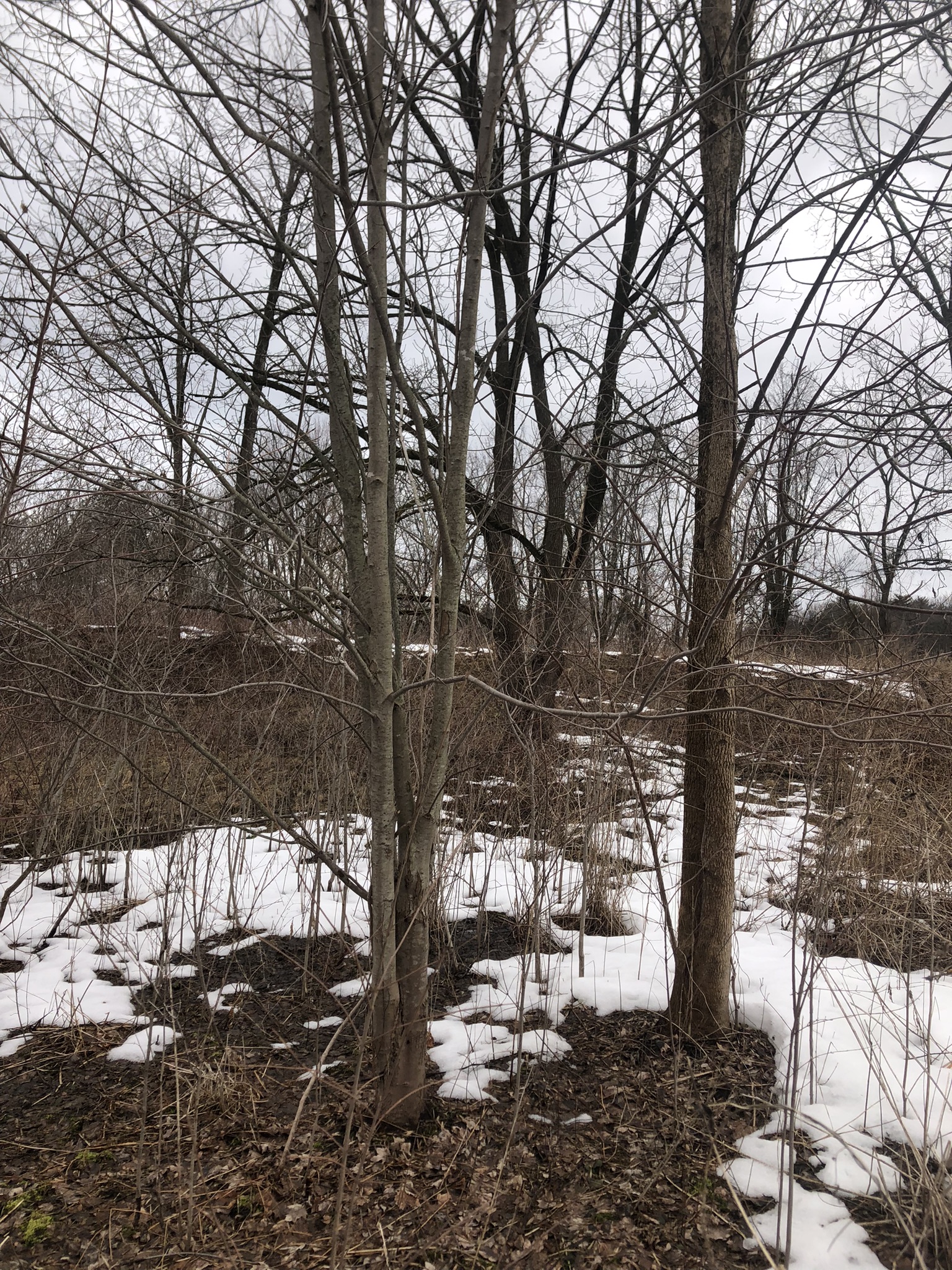 The beginning of Spring – Ronit Lunken Phenology Place