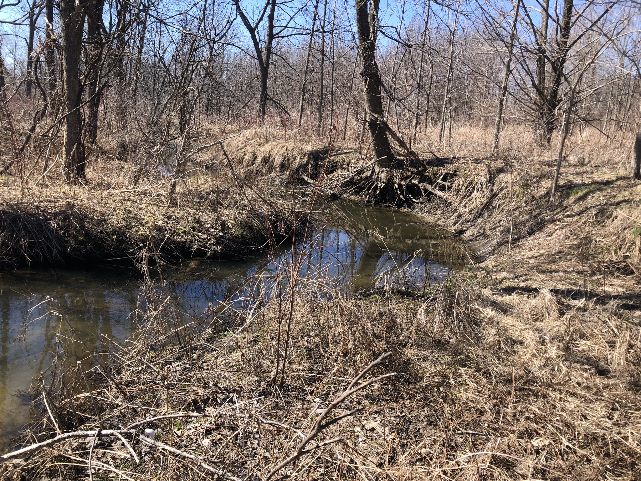 April sunshine – Ronit Lunken Phenology Place