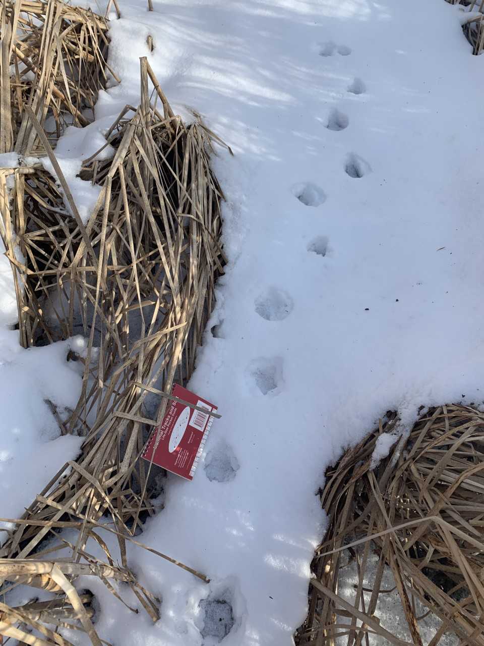 Redstone Quarry: Burlington, VT | Phenology Assignments