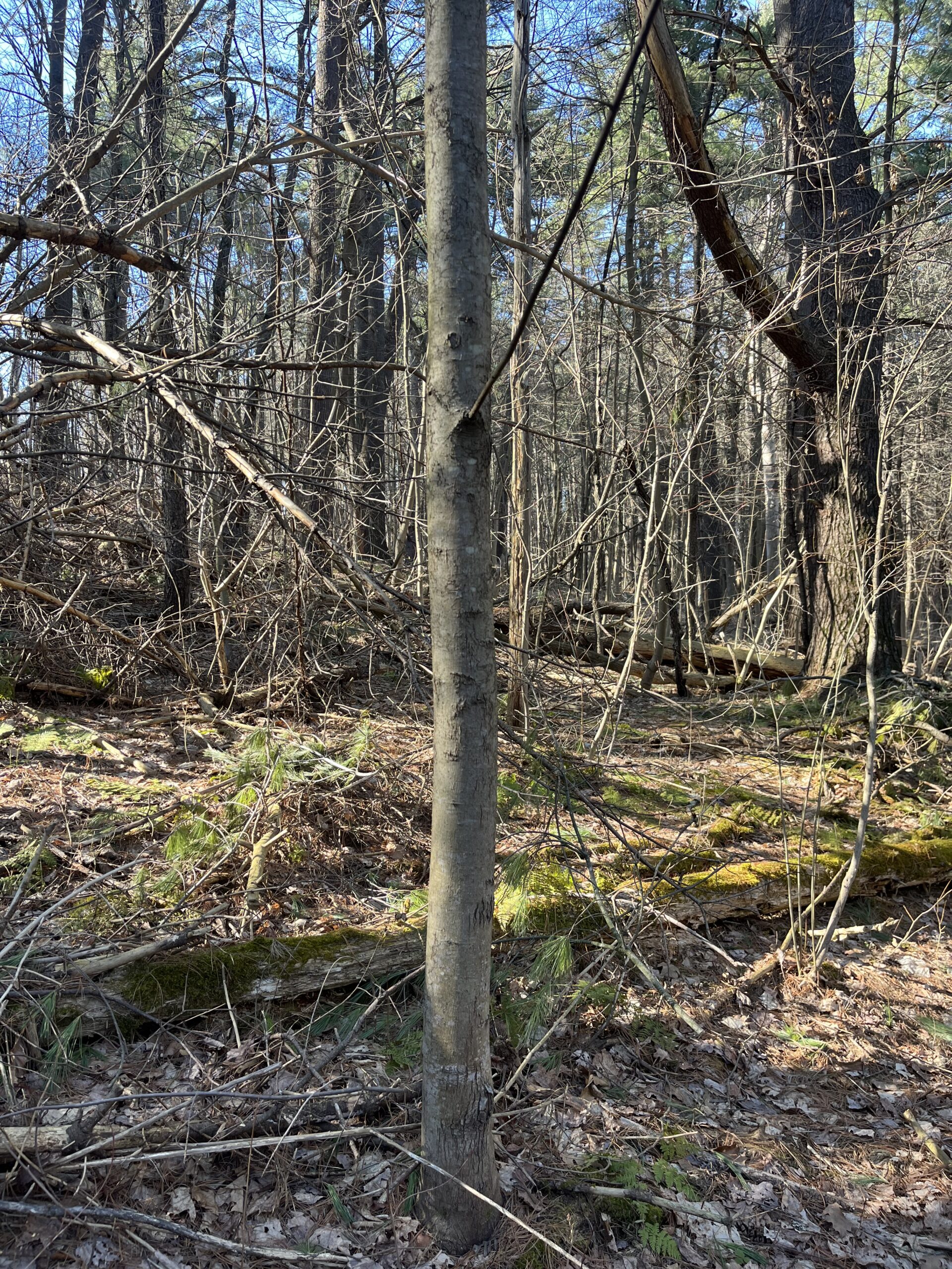 Phenology Blog - Phenological Tree Update