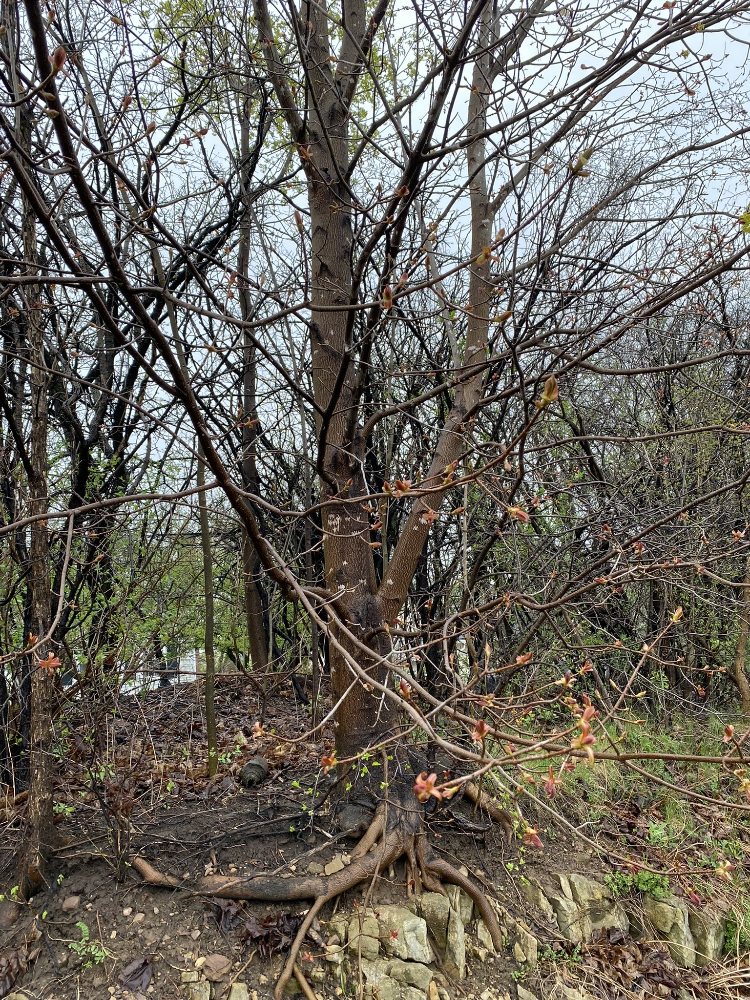 Phenology Assignment #6 (Final Post!) « Shea’s Phenology Project!