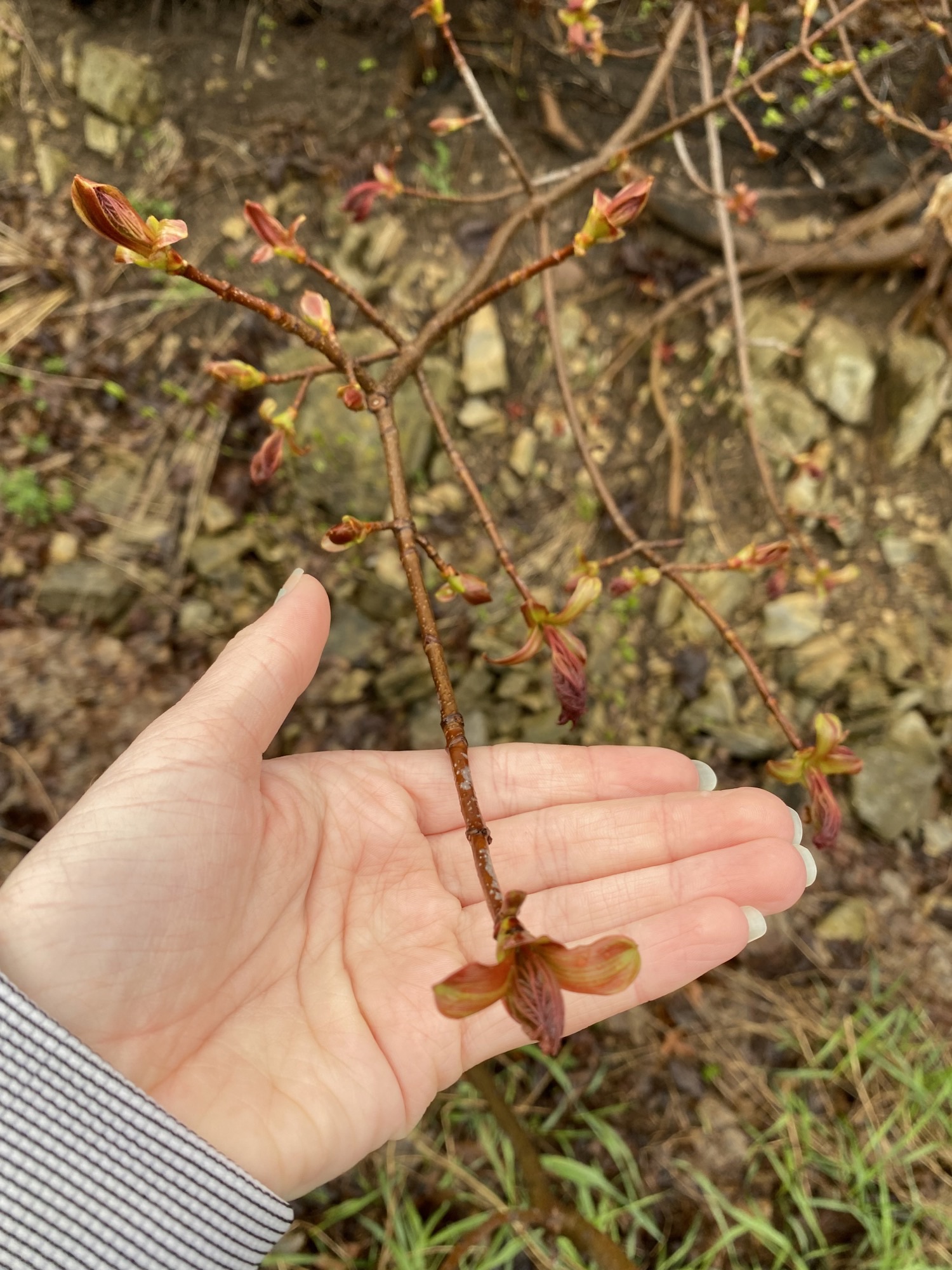 Shea’s Phenology Project!