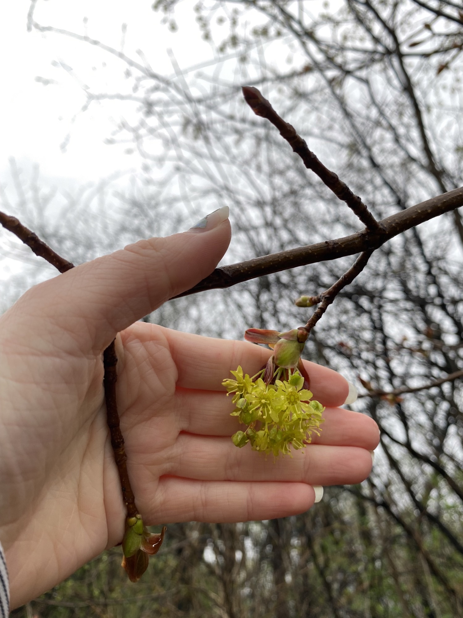 Phenology Assignment #6 (Final Post!) « Shea’s Phenology Project!