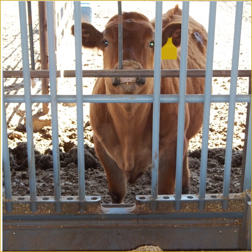 About the McKay Lab – Animal Epigenetics – McKay Lab