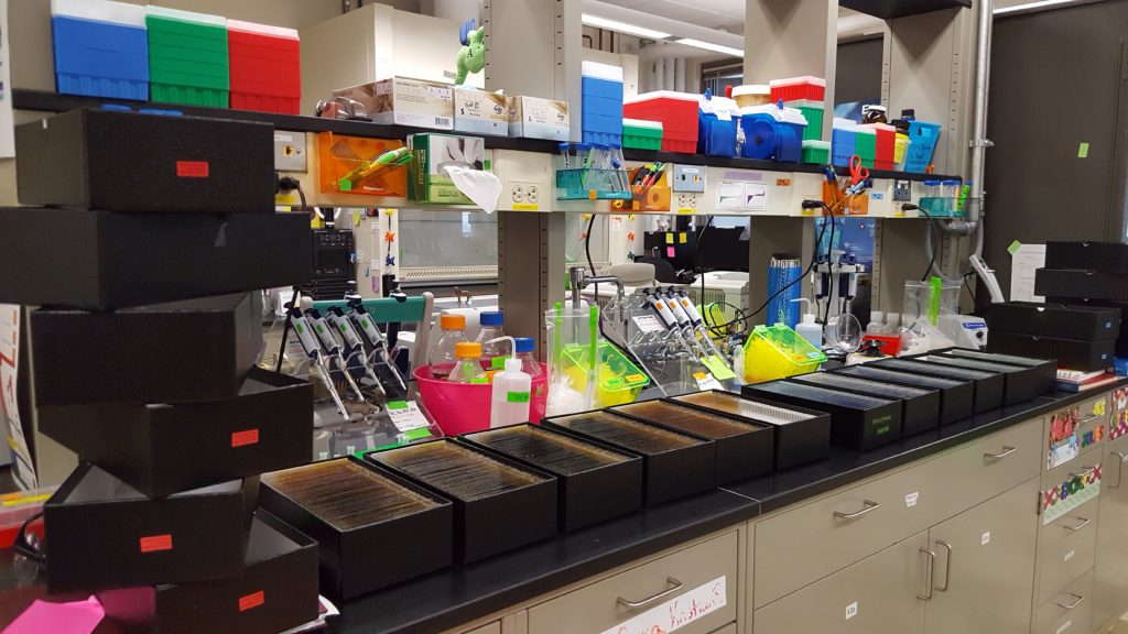 Brains on Display – Animal Epigenetics – McKay Lab