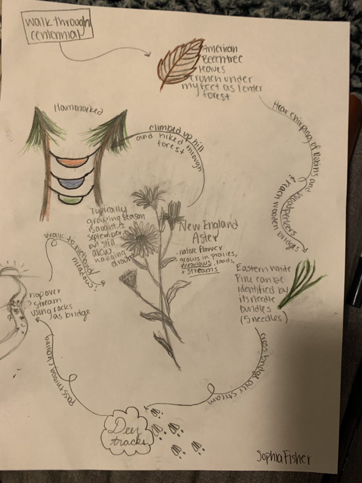 Event Map and Phenology Update – Phenology Blog Project – Sophia Fisher