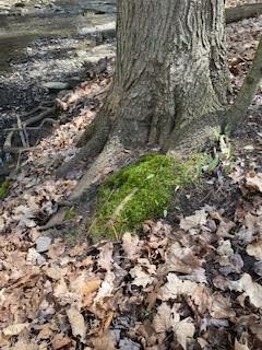 The Phenology of Potash Brook | A UVM blog