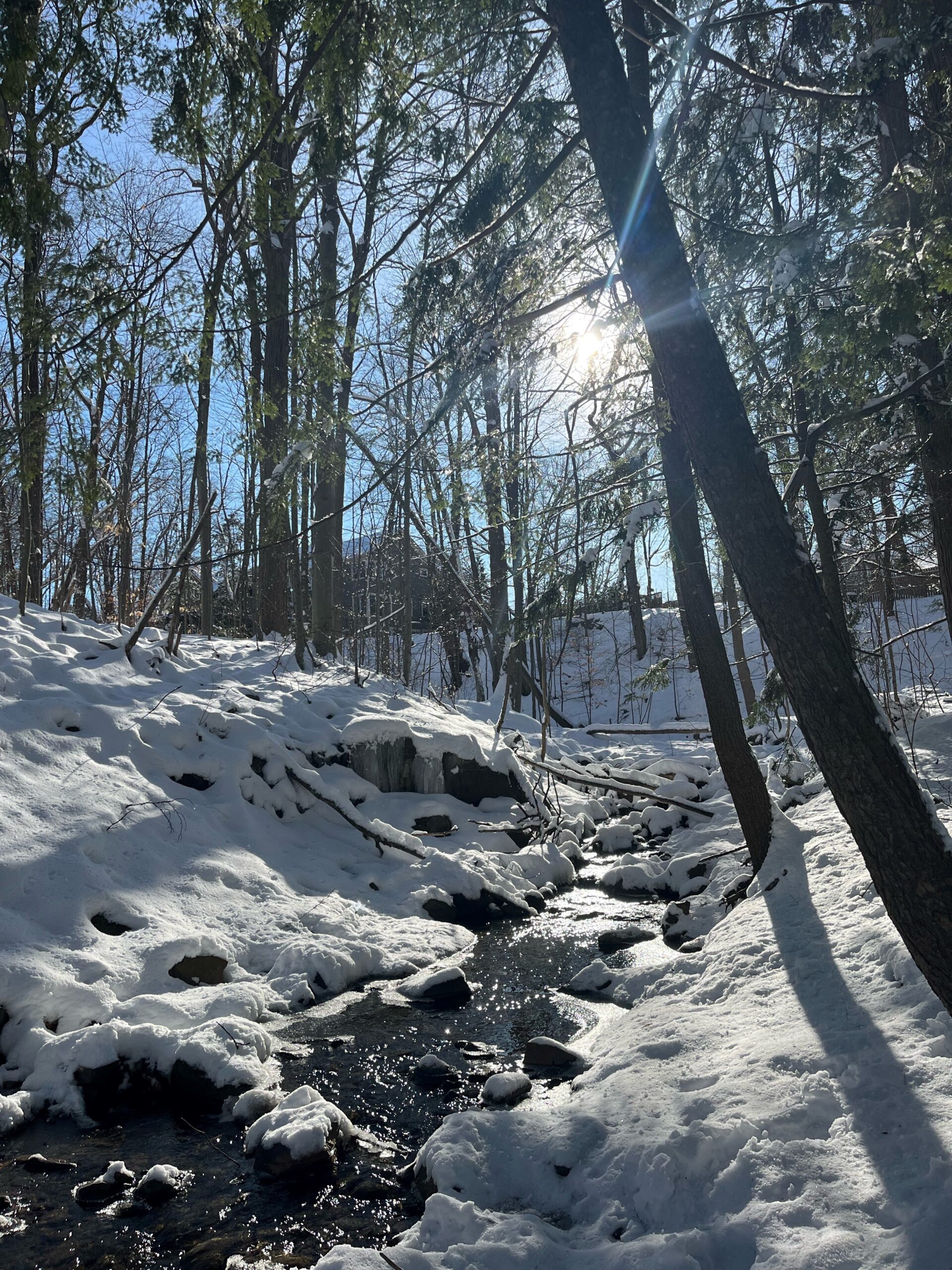 Crescent in January: Snow, Ice, Evergreens, and Animal Tracks ...