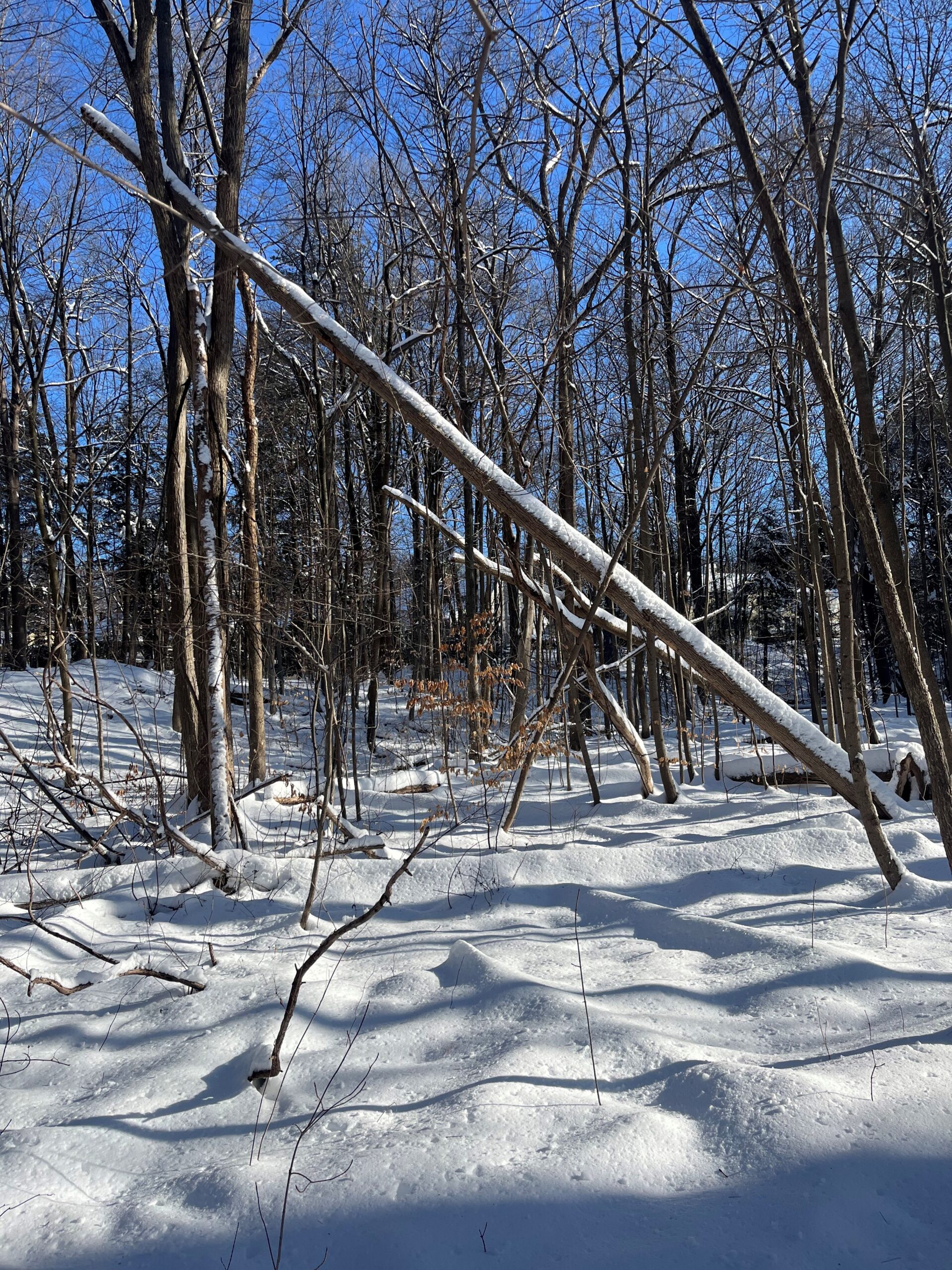 Crescent in January: Snow, Ice, Evergreens, and Animal Tracks ...