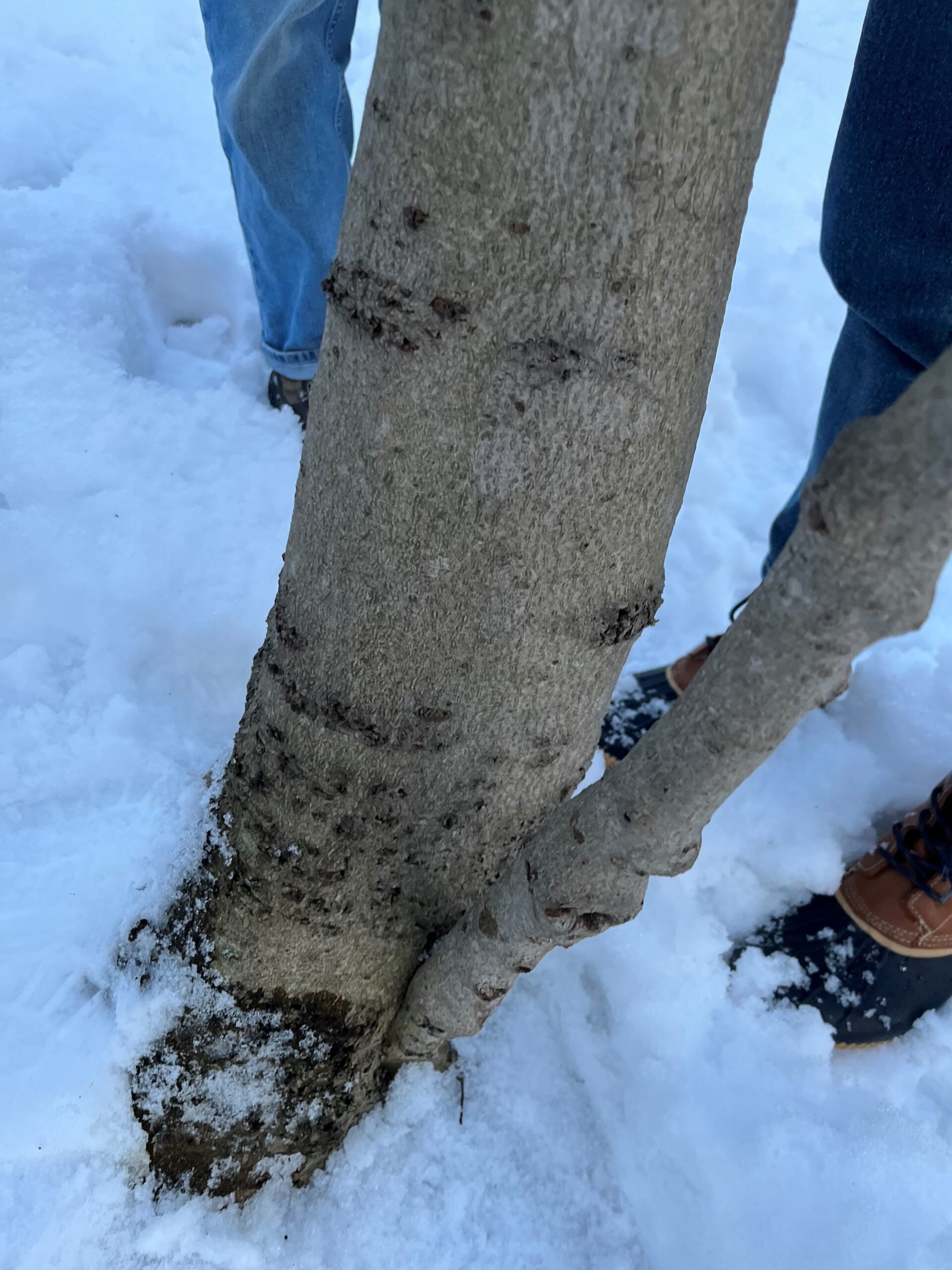 Exploring the Seasons through a Single Tree: Part 1 – Crescent Woods ...
