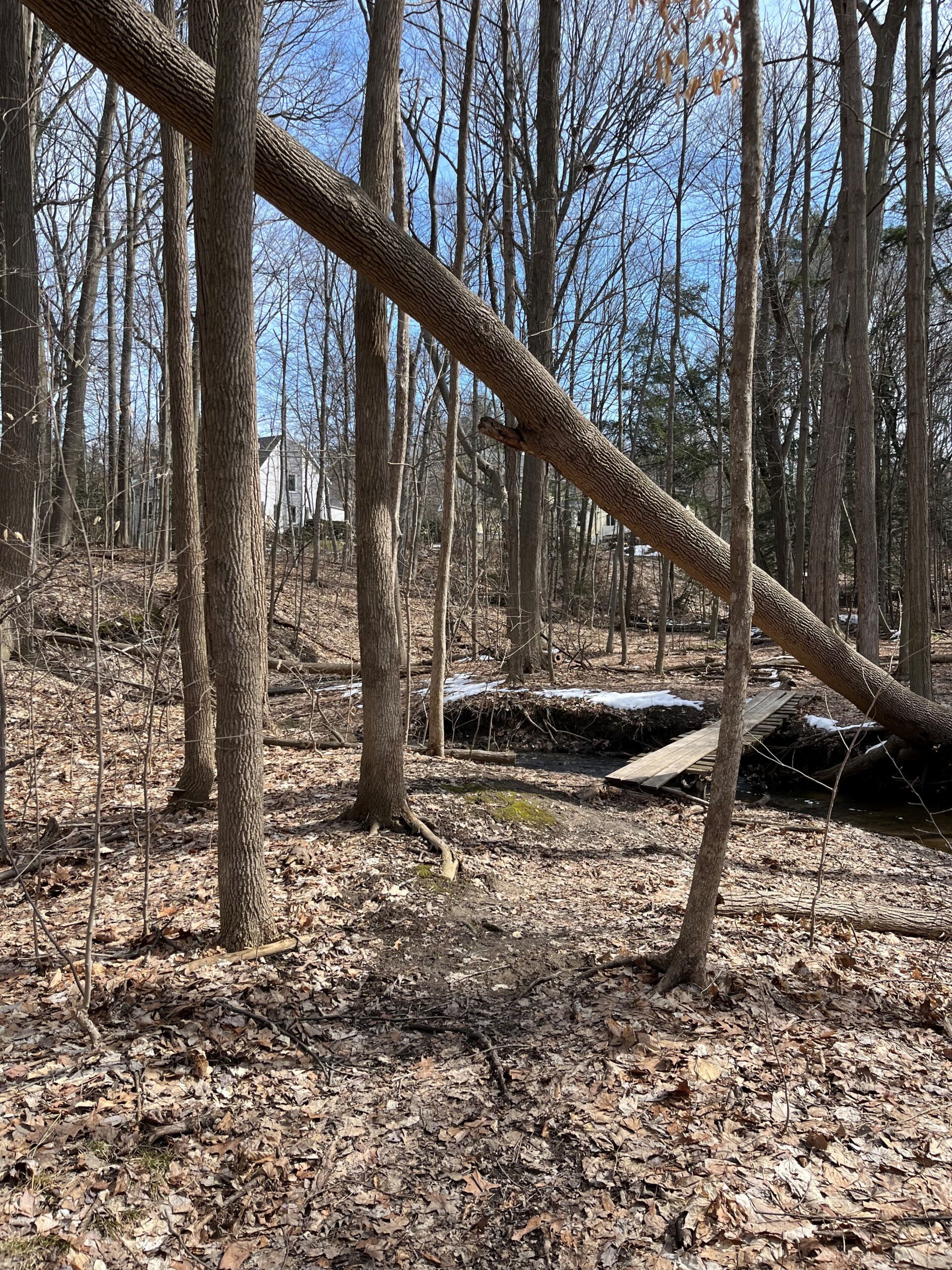 Exploring the Seasons through a Single Tree Part 2 – Crescent Woods ...