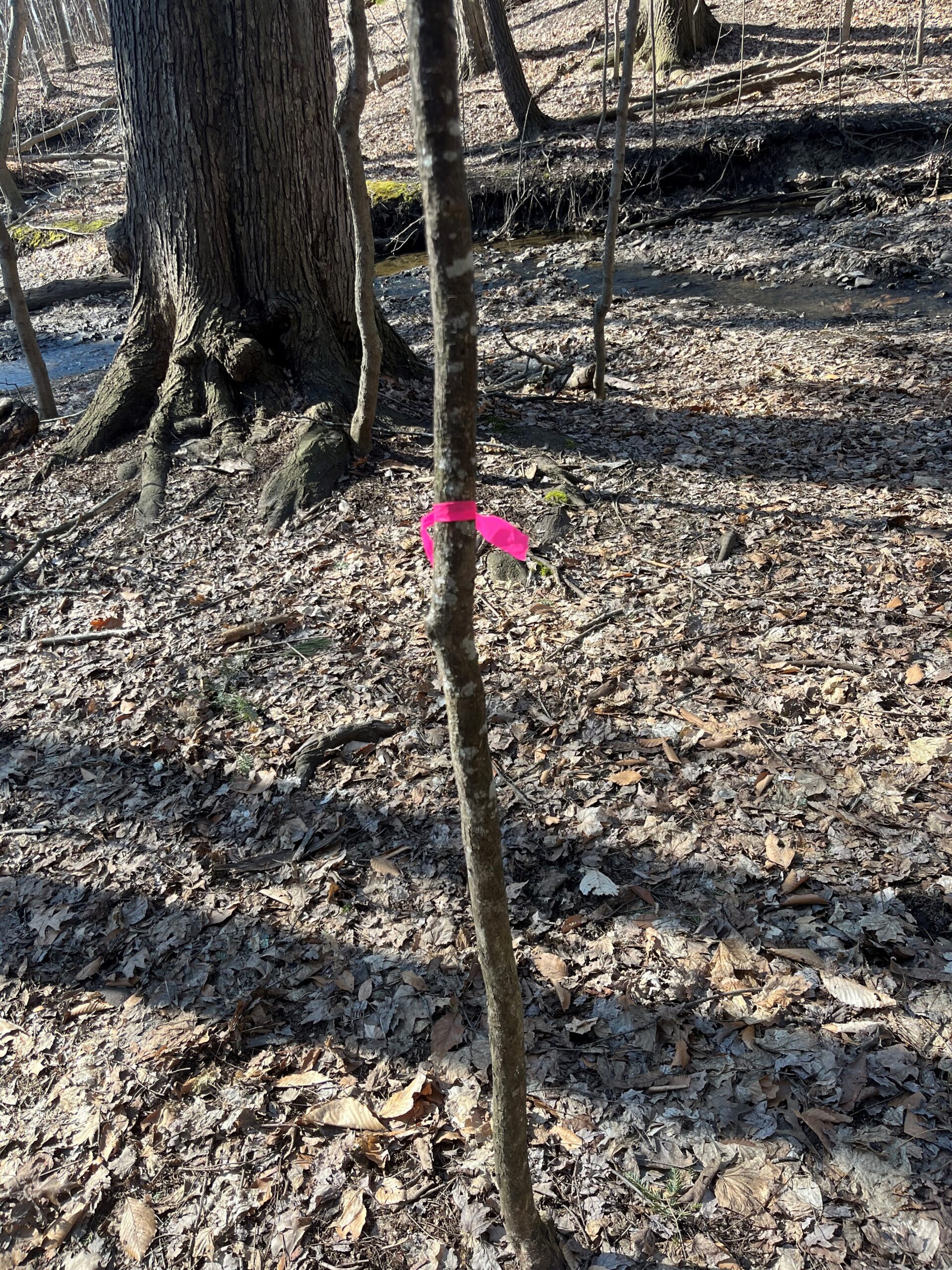 Exploring the Seasons Through a Single Tree Part 3 – Crescent Woods ...
