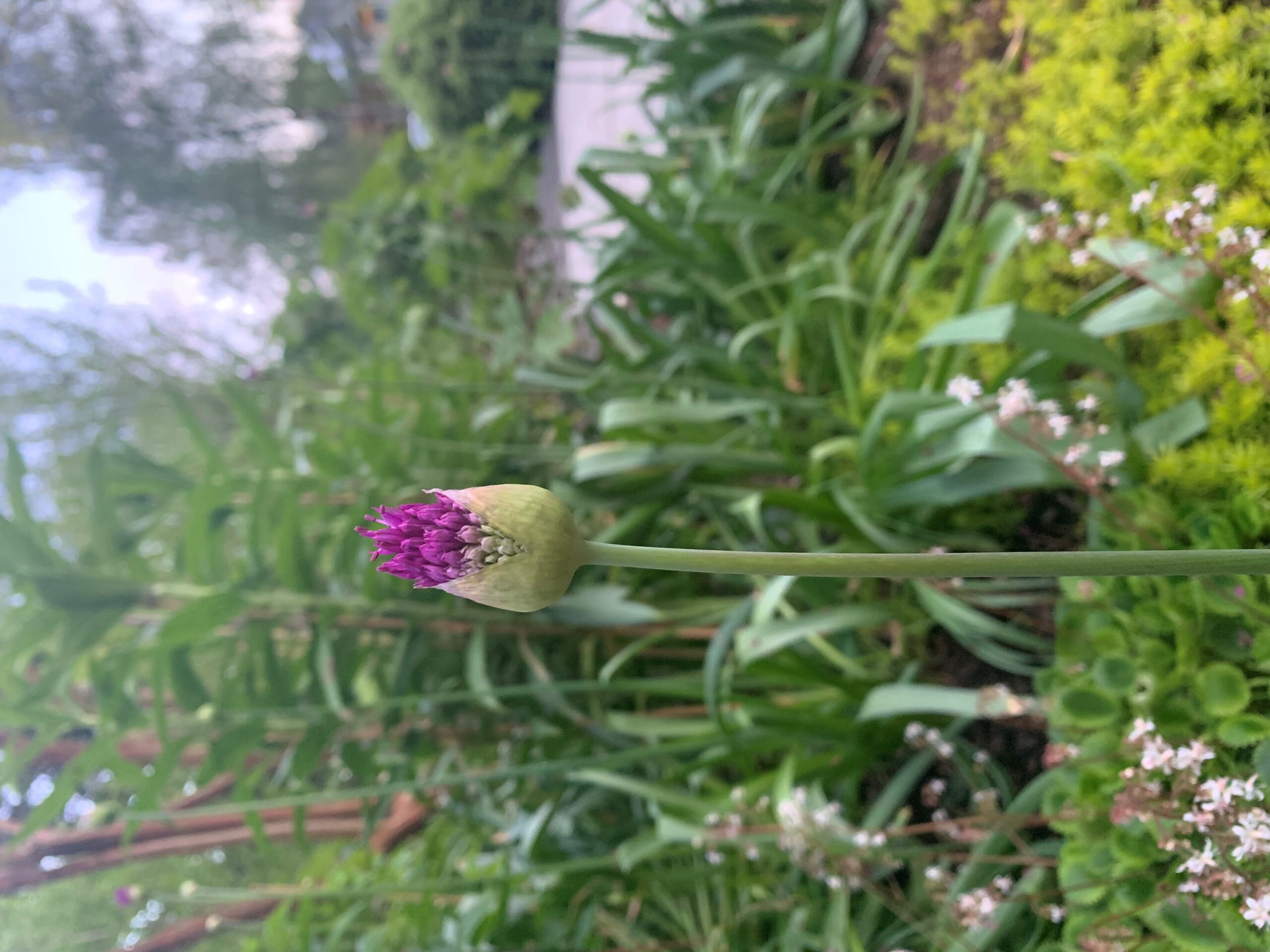 Photos of Flowers and Grass from April Phenology – Place-Based ...