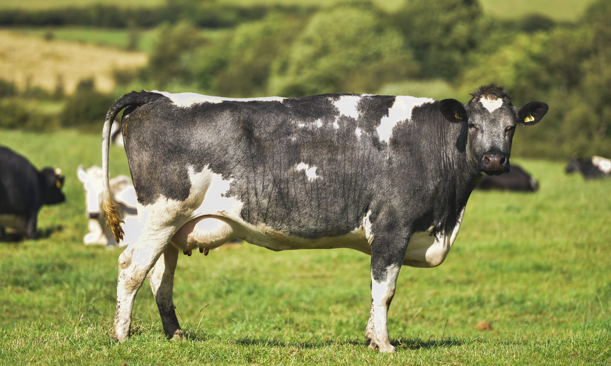 From the Web: Tesla moves beyond electric cars with new California ...