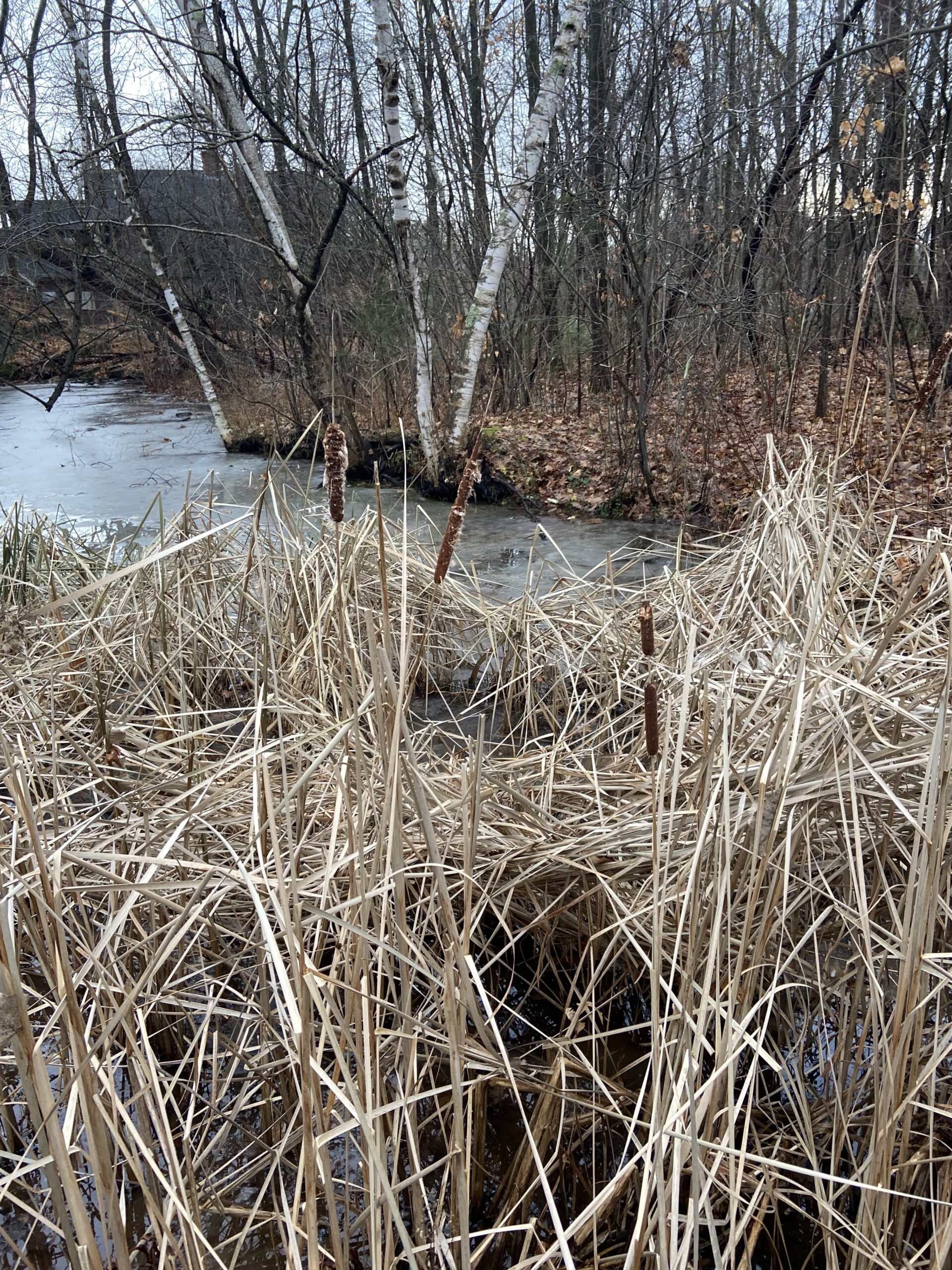 The Phenology of Redstone Quarry – A UVM blog