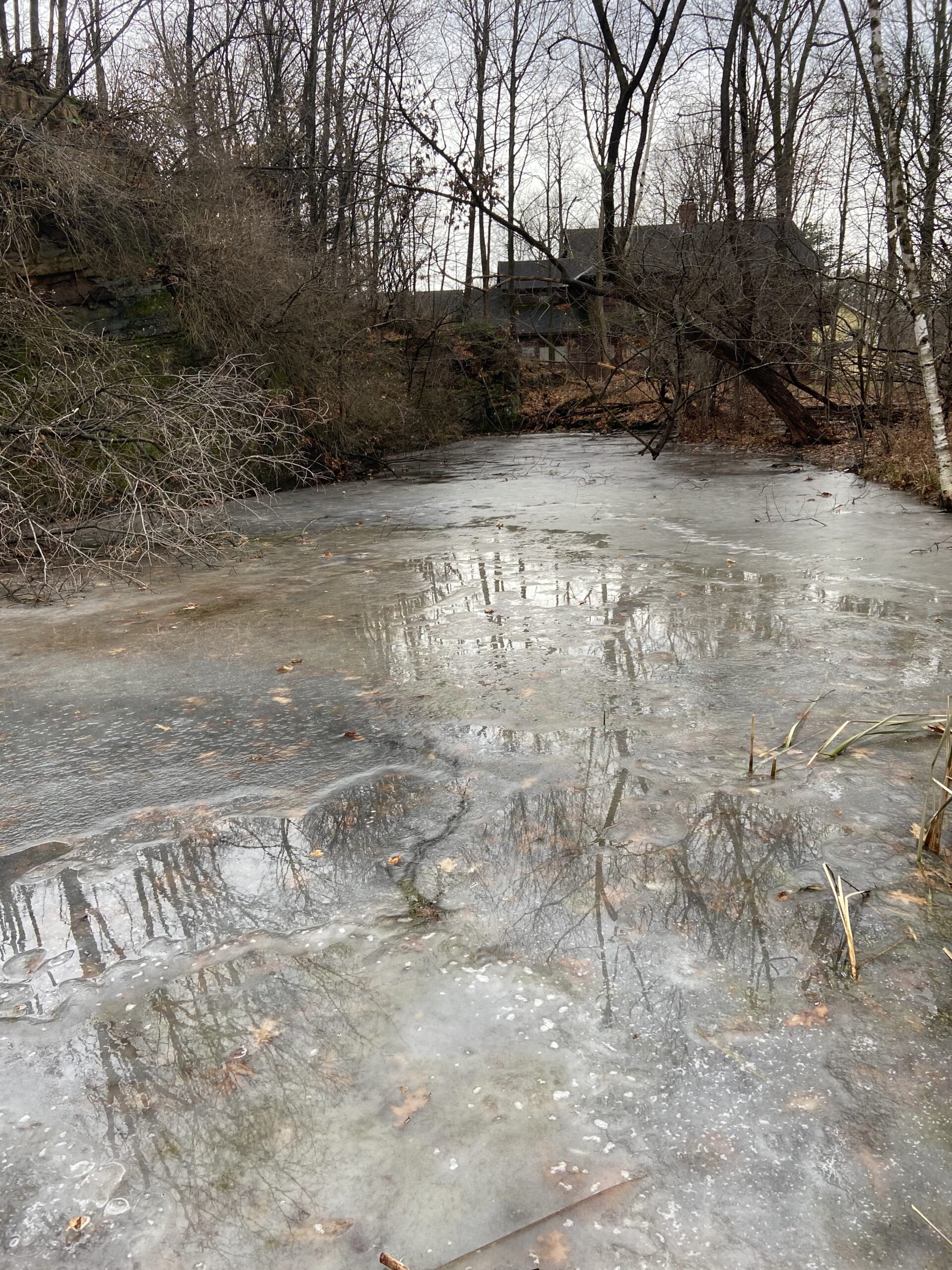 The Phenology of Redstone Quarry – A UVM blog