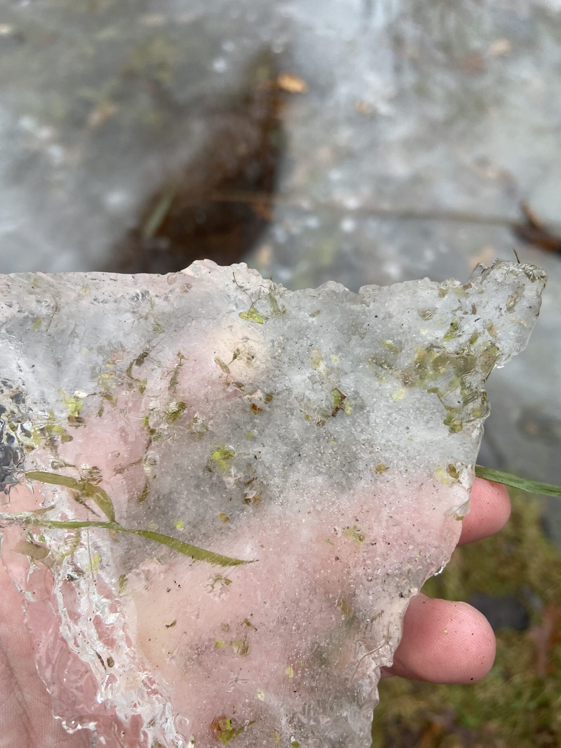 The Phenology of Redstone Quarry – A UVM blog