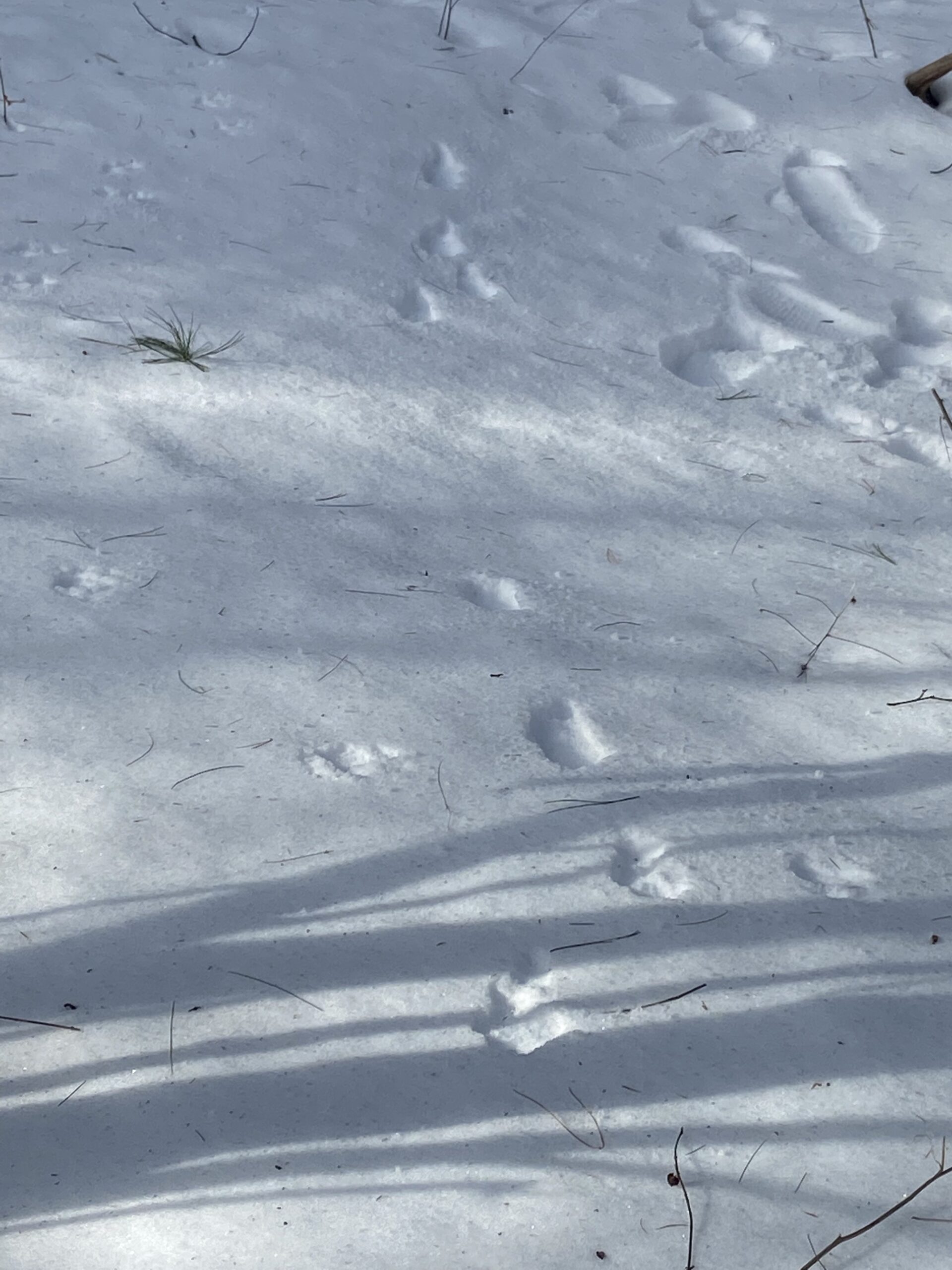 The Phenology of Redstone Quarry – A UVM blog