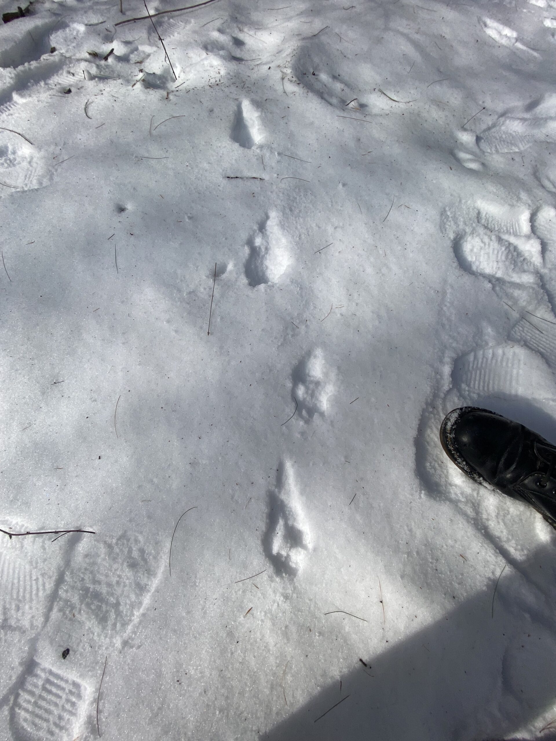 The Phenology of Redstone Quarry – A UVM blog