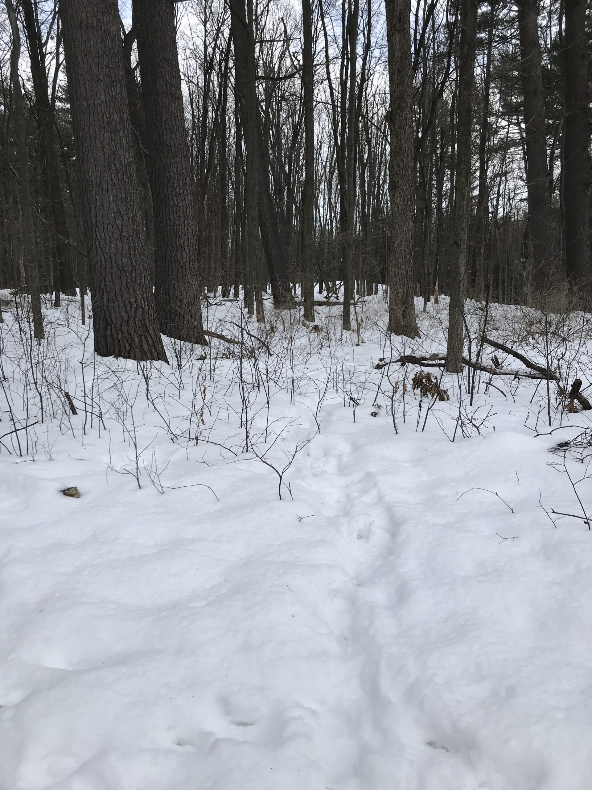 Winter Tracking – Phenology Spot
