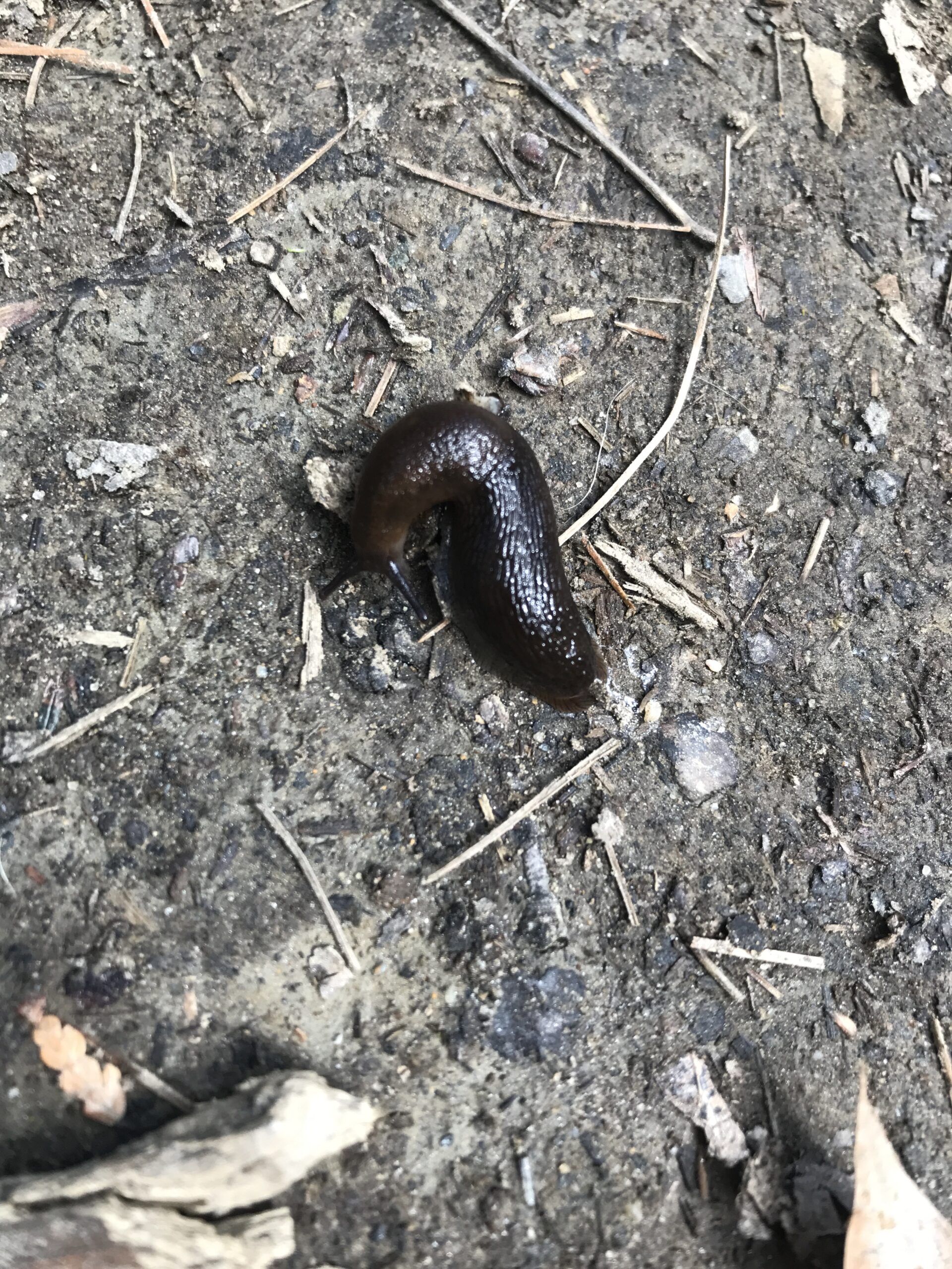 Final Post – Phenology Spot