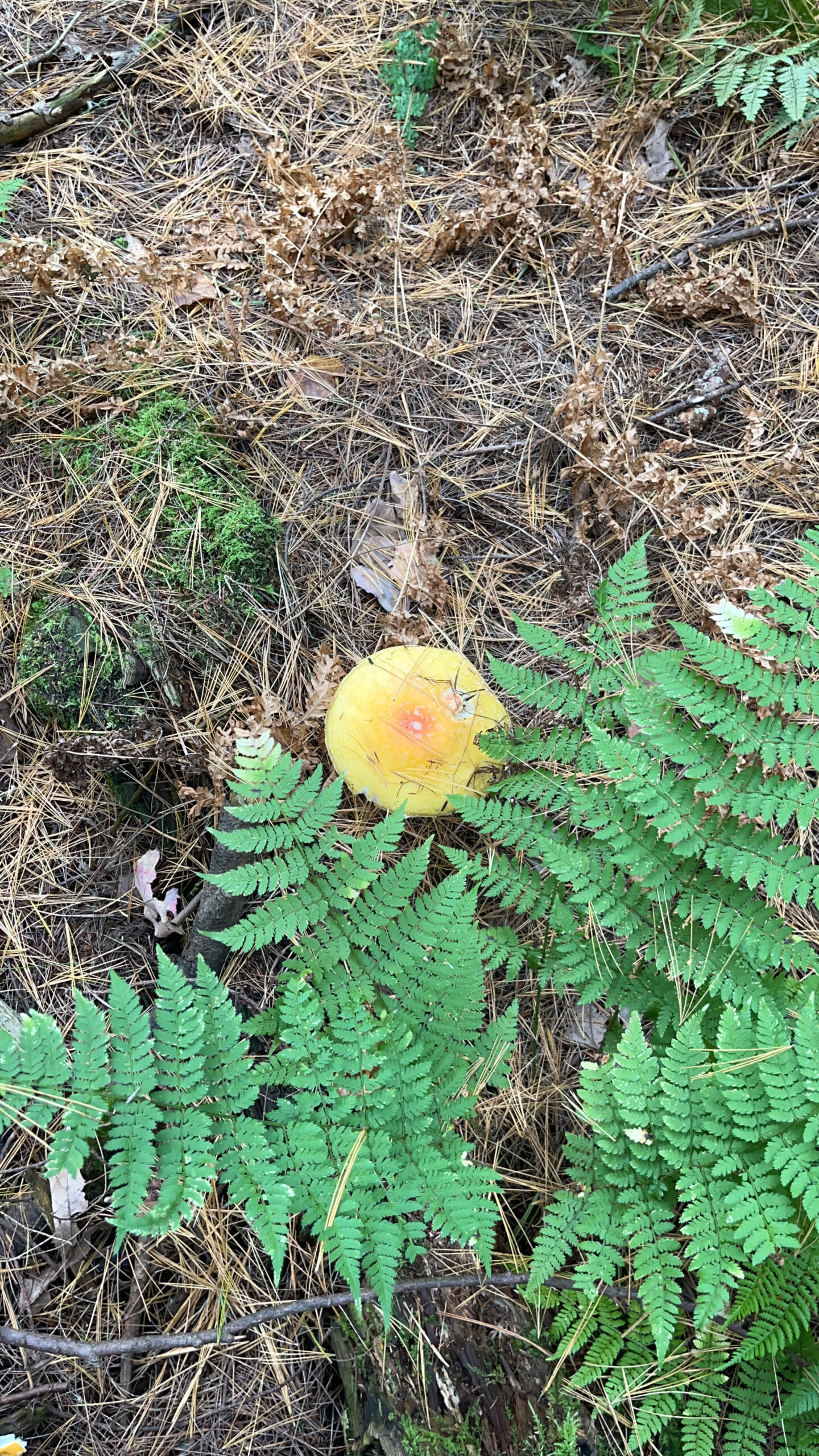 Phenology Project – A UVM blog