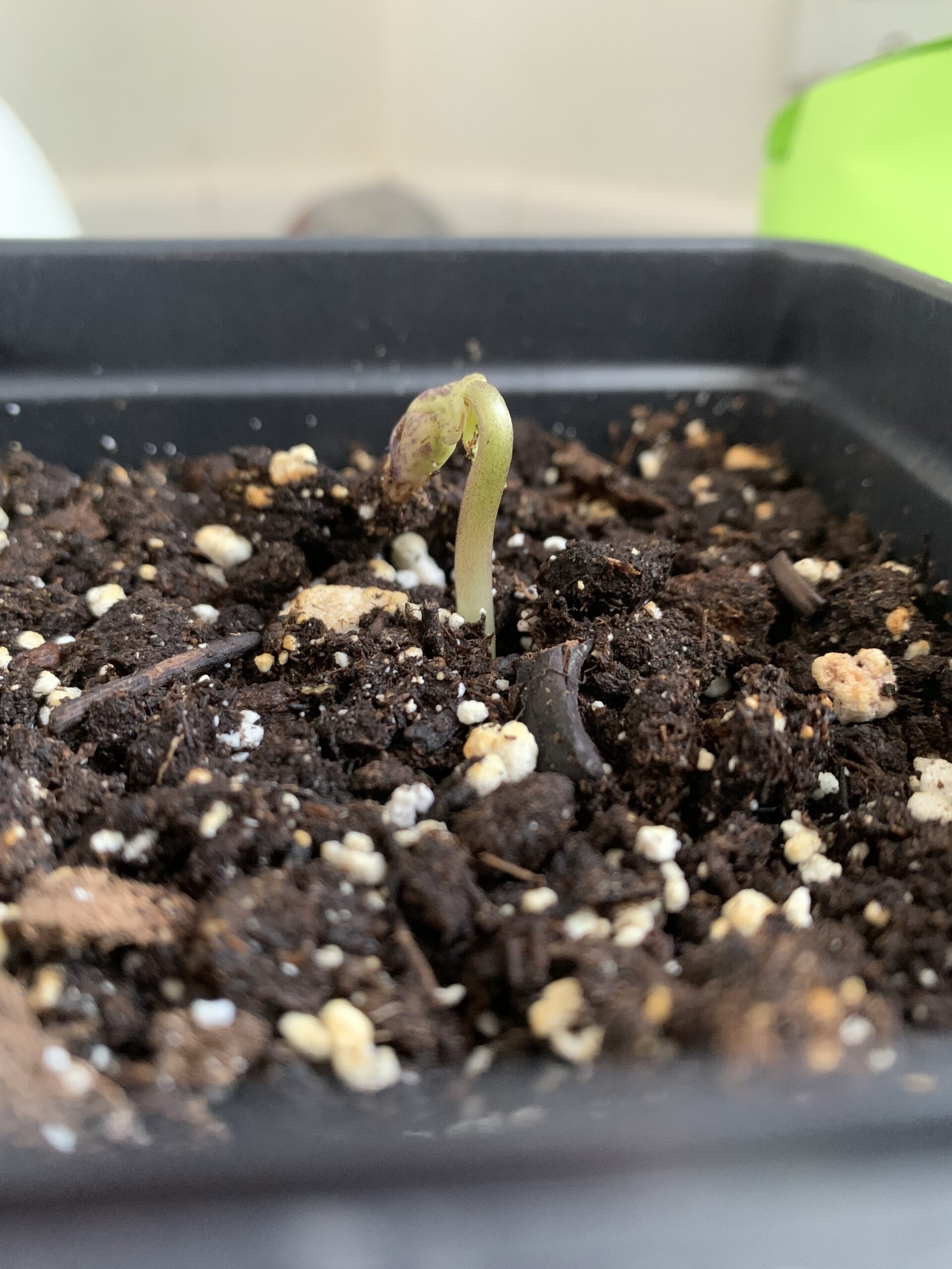 germination station – Baby Plant Project