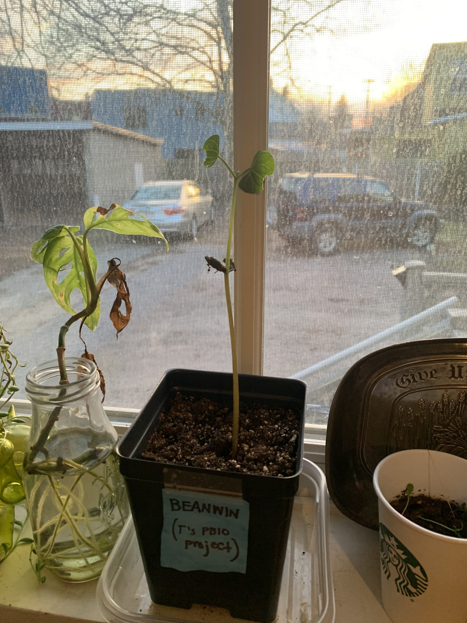 holy mole – Baby Plant Project