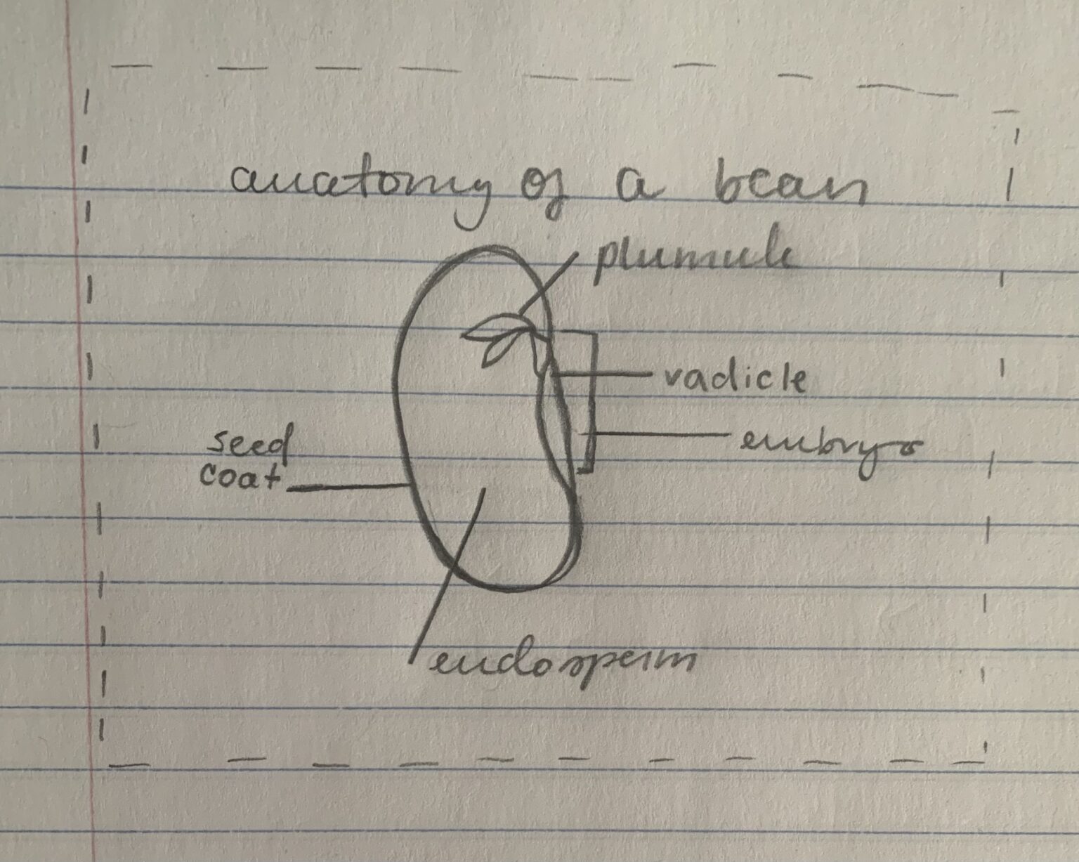 the embryonic bean – Baby Plant Project