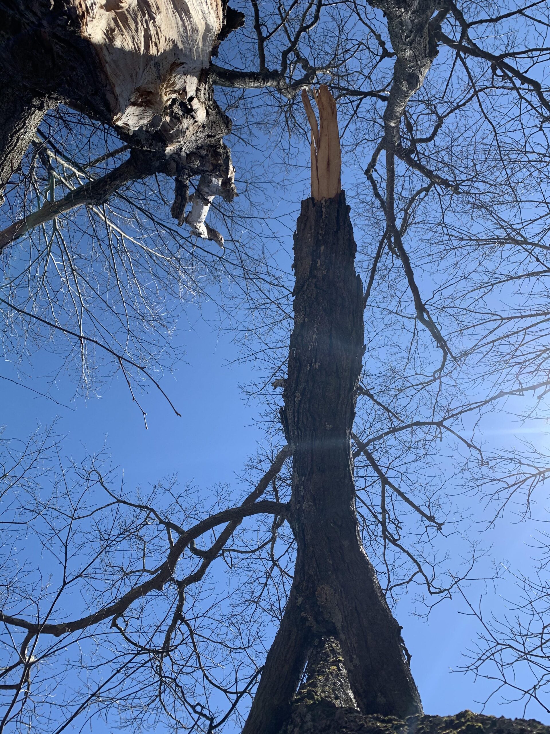 A New Way of Life (for now) | Trisha's Phenology Blog