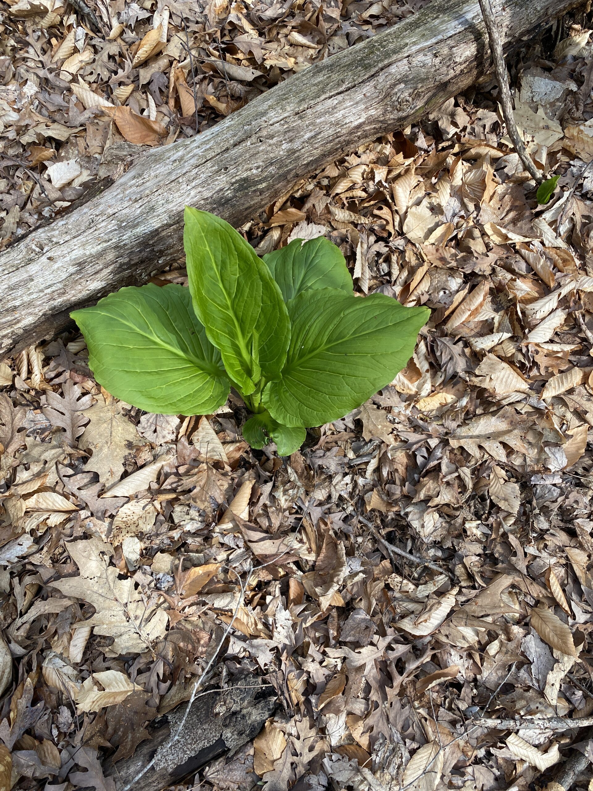 Phenology Project Blog – A UVM blog