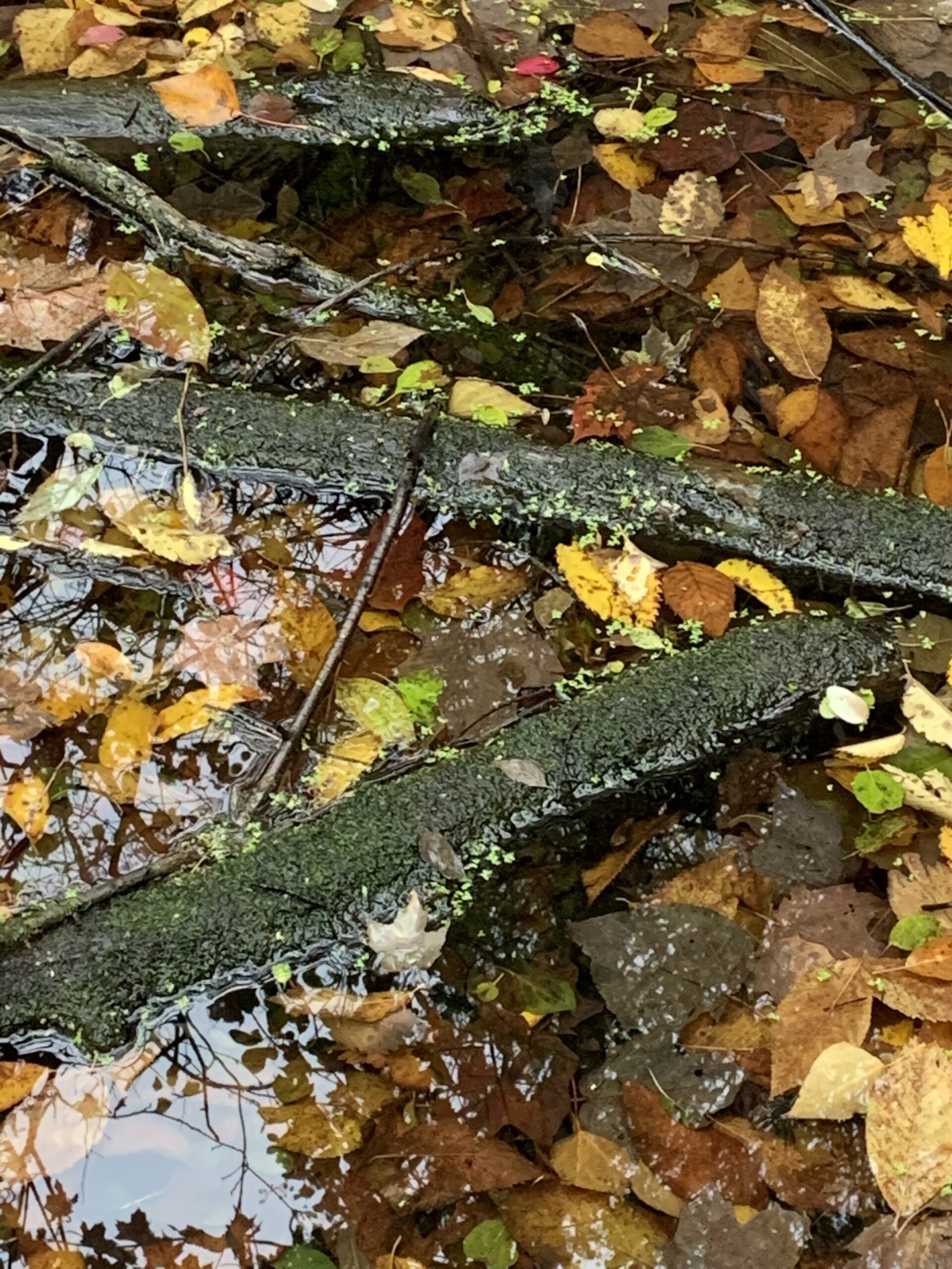 Redstone Quarry: Late October – Phenology Place: Redstone Quarry