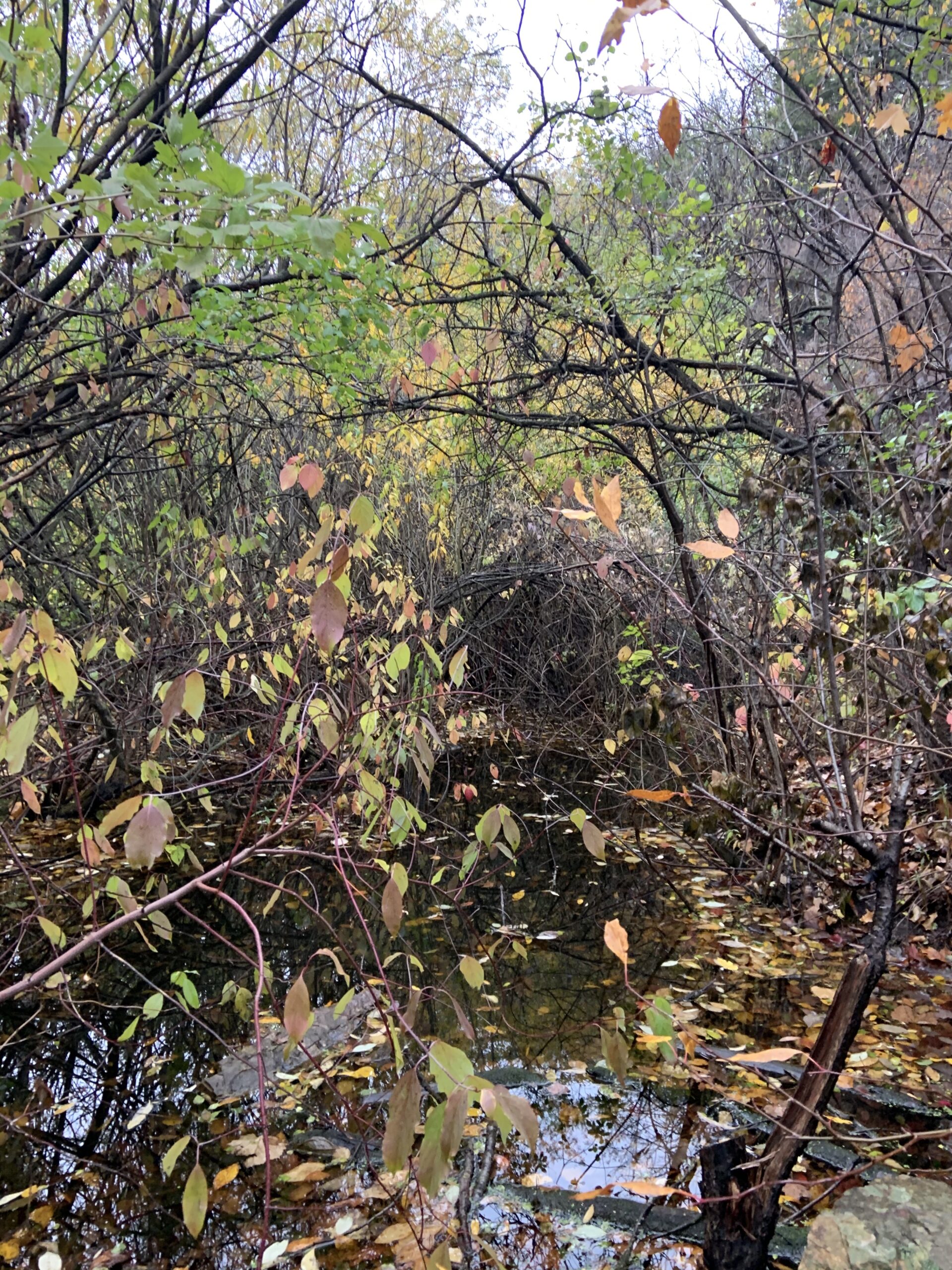 Redstone Quarry: Late October – Phenology Place: Redstone Quarry