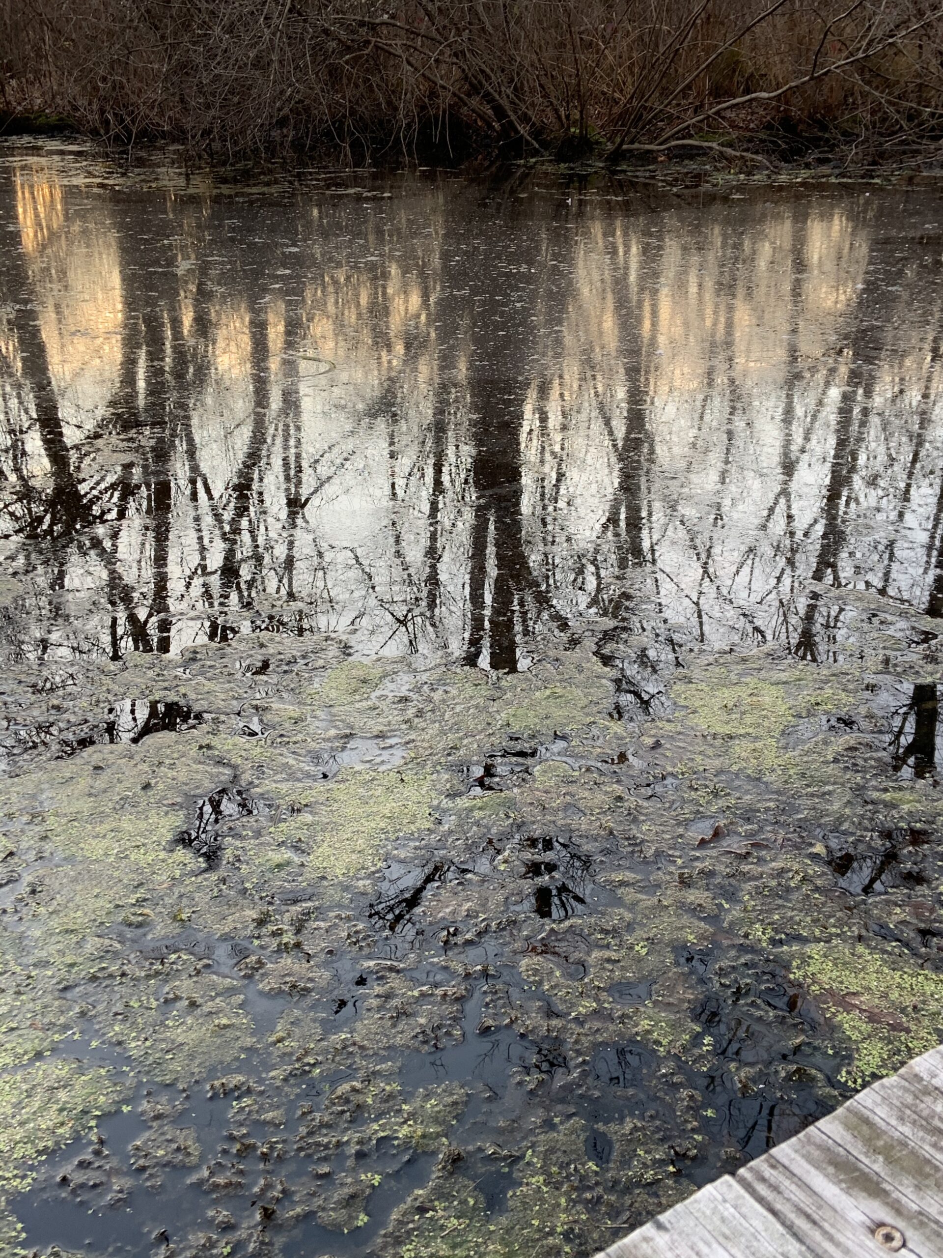 Back Home: The Great Swamp – Phenology Place: Redstone Quarry