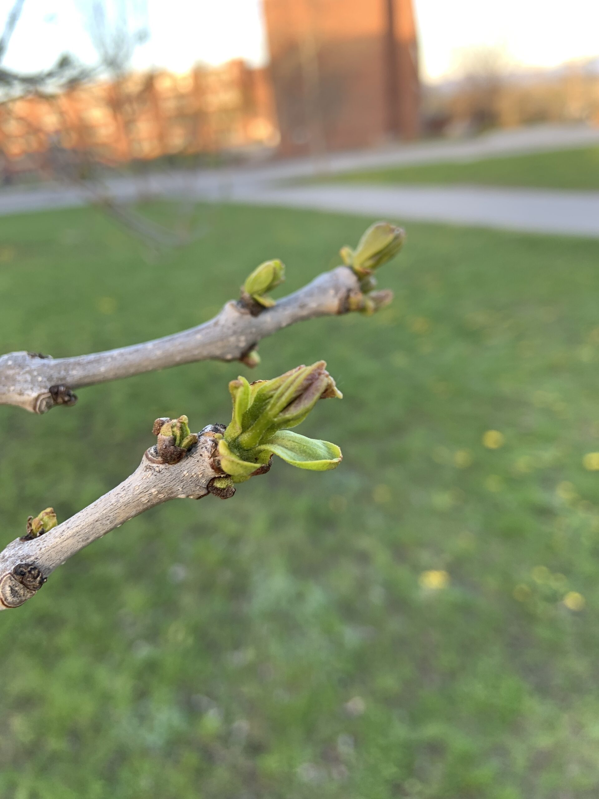 Phenology Place: Redstone Quarry – A UVM blog