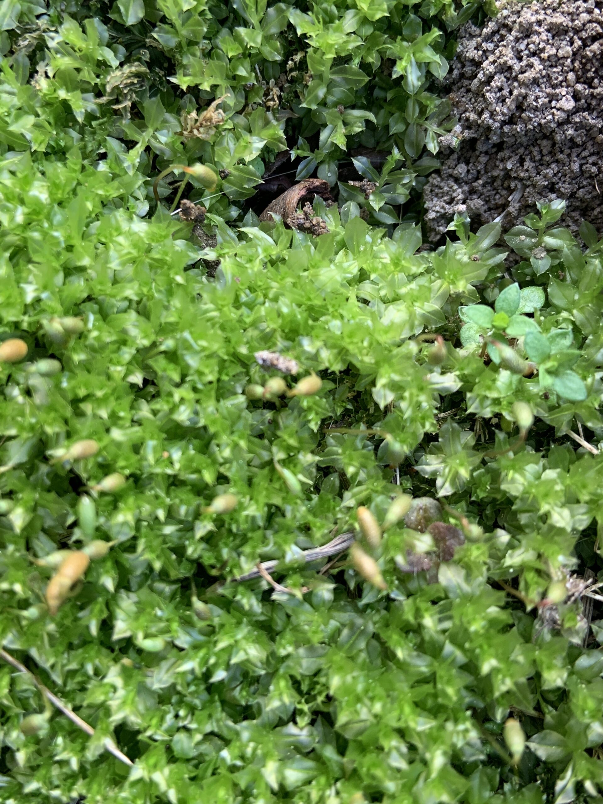 Phenology Place: Redstone Quarry – A UVM blog