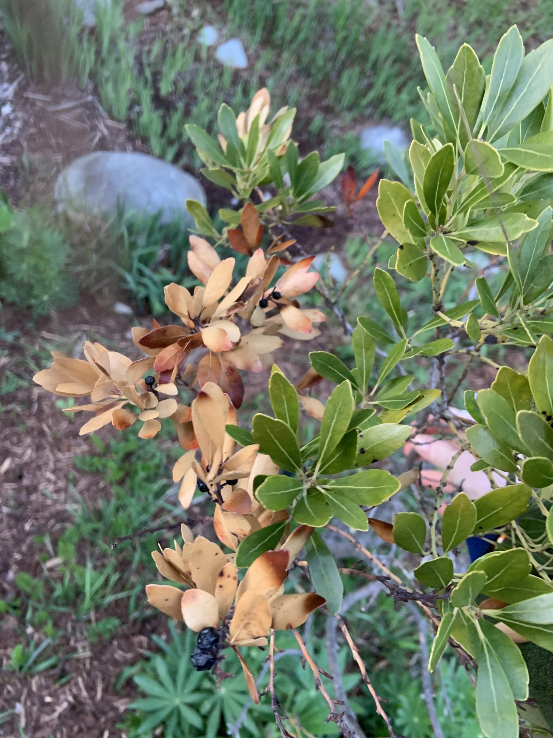Phenology Place: Redstone Quarry – A UVM blog