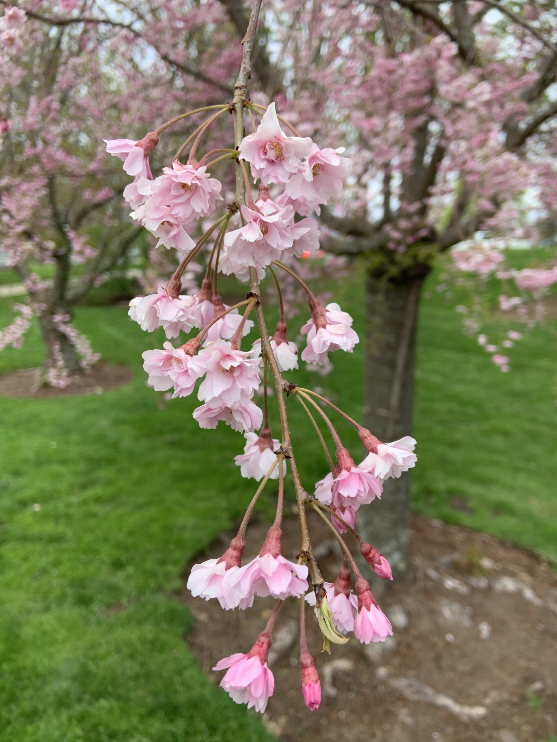 Phenology Place: Redstone Quarry – A UVM blog
