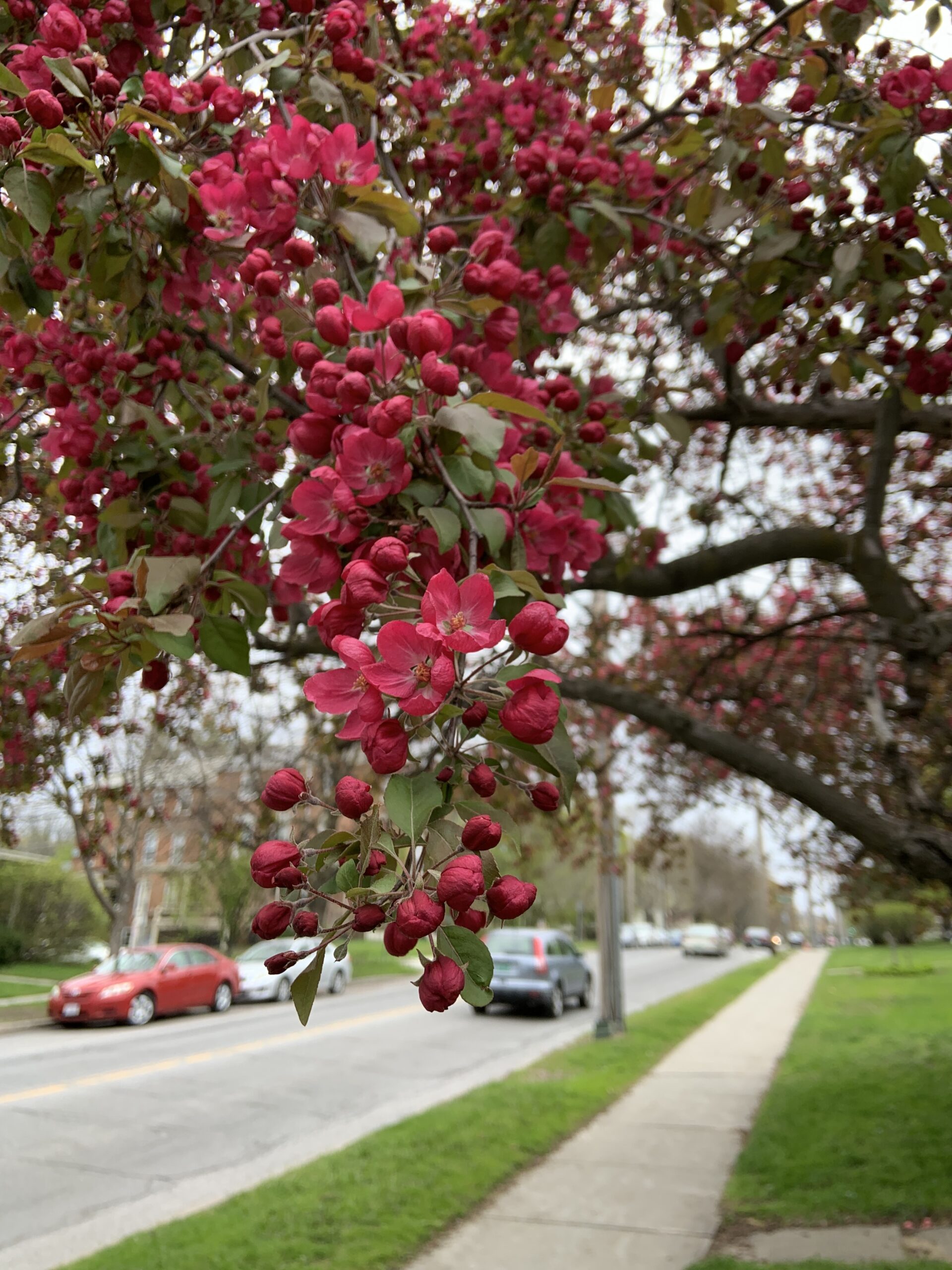 Phenology Place: Redstone Quarry – A UVM blog
