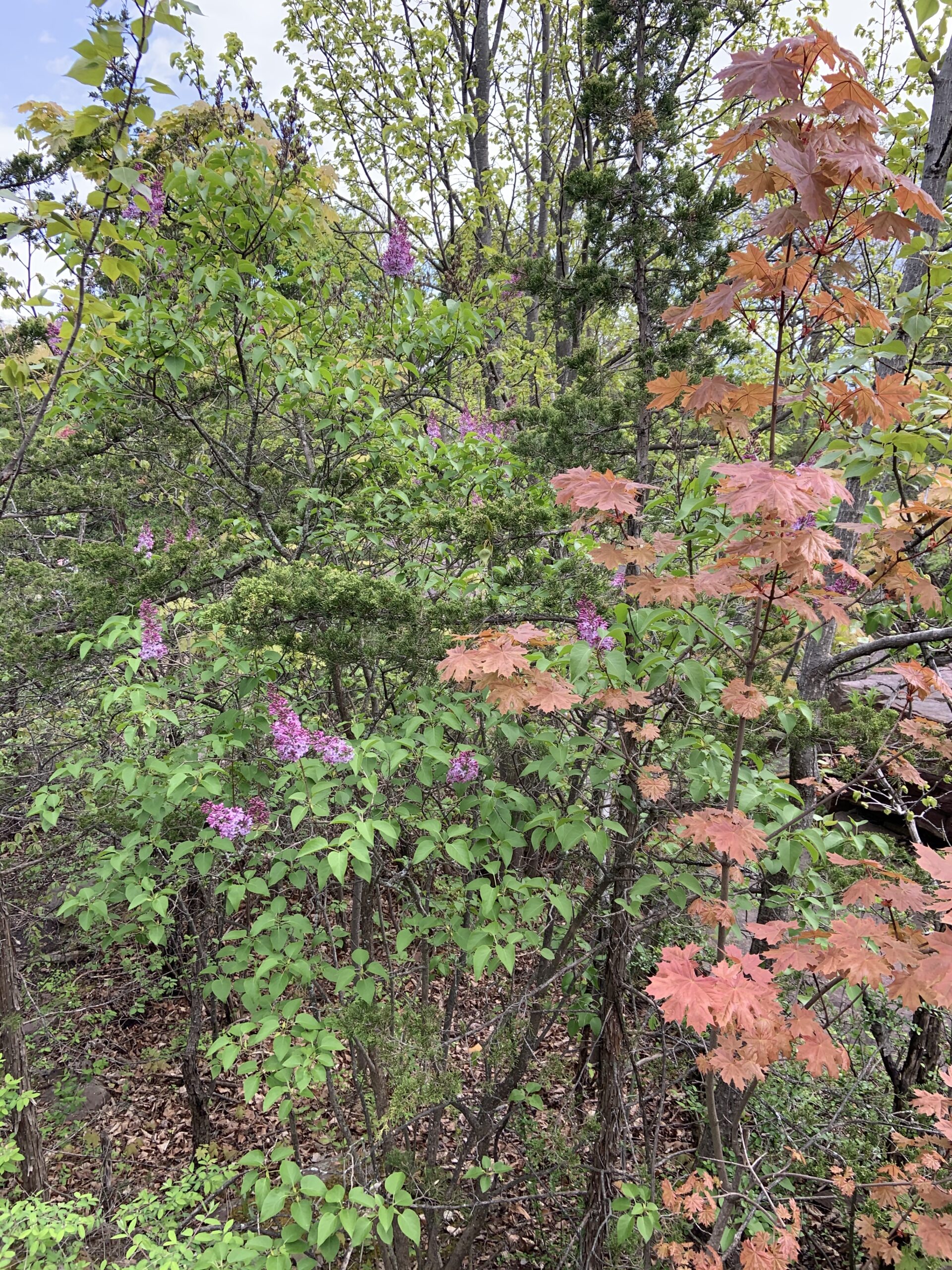 Phenology Place: Redstone Quarry – A UVM blog