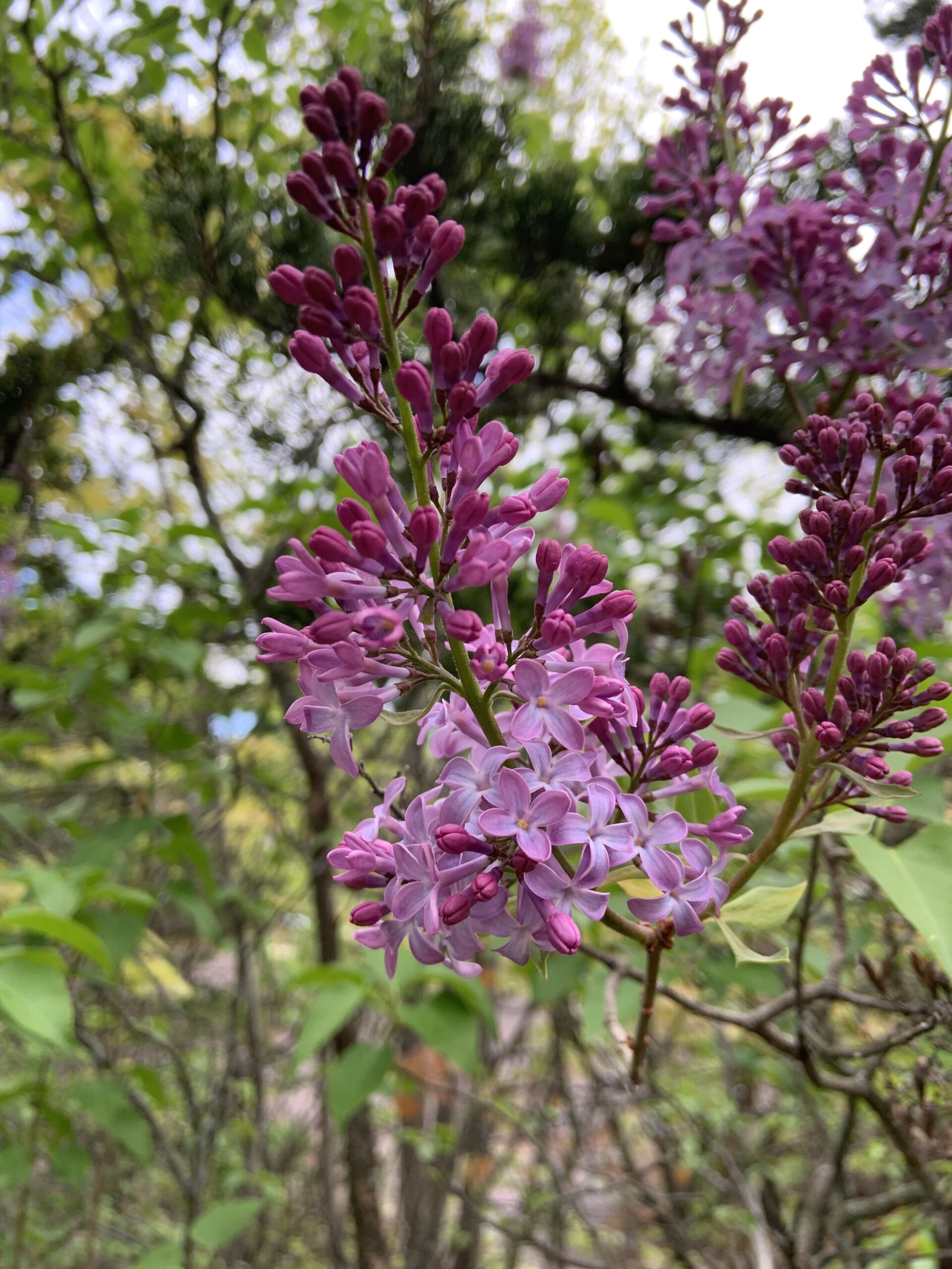 Phenology Place: Redstone Quarry – A UVM blog