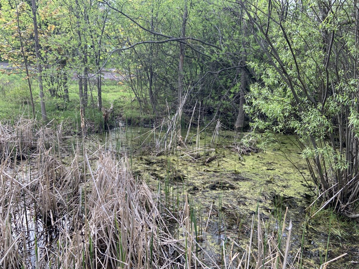 Phenology Place: Redstone Quarry – A UVM blog